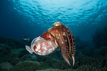 Cuttlefish, facts and photos