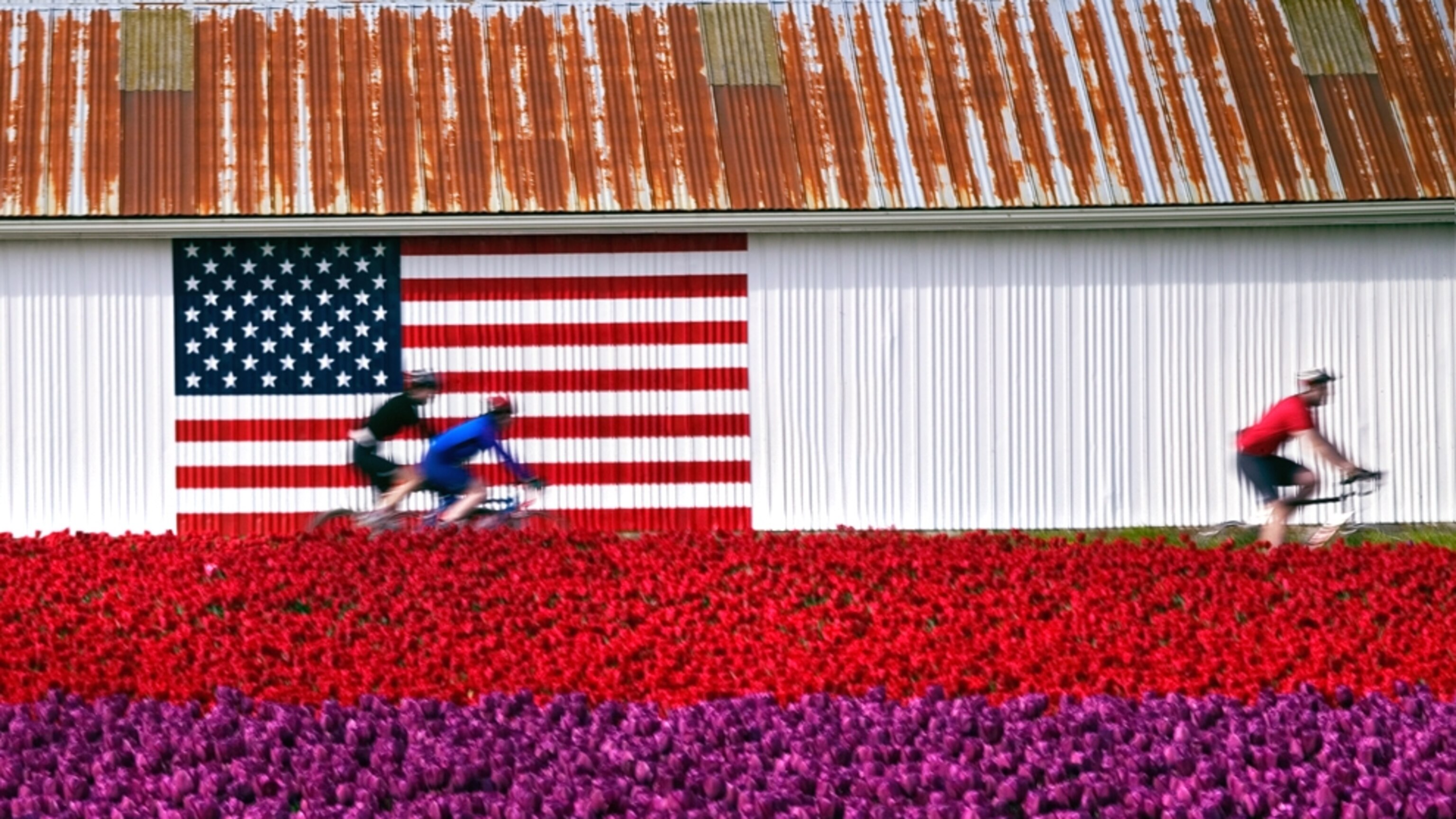 Lompoc Flower Fields American Flag | Best Flower Site