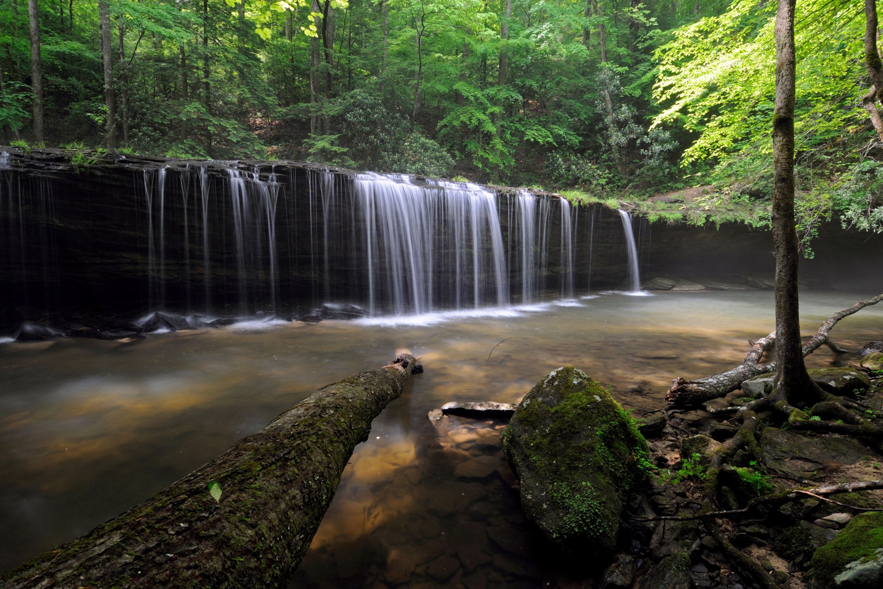 Are Dogs Allowed In Kentucky State Parks