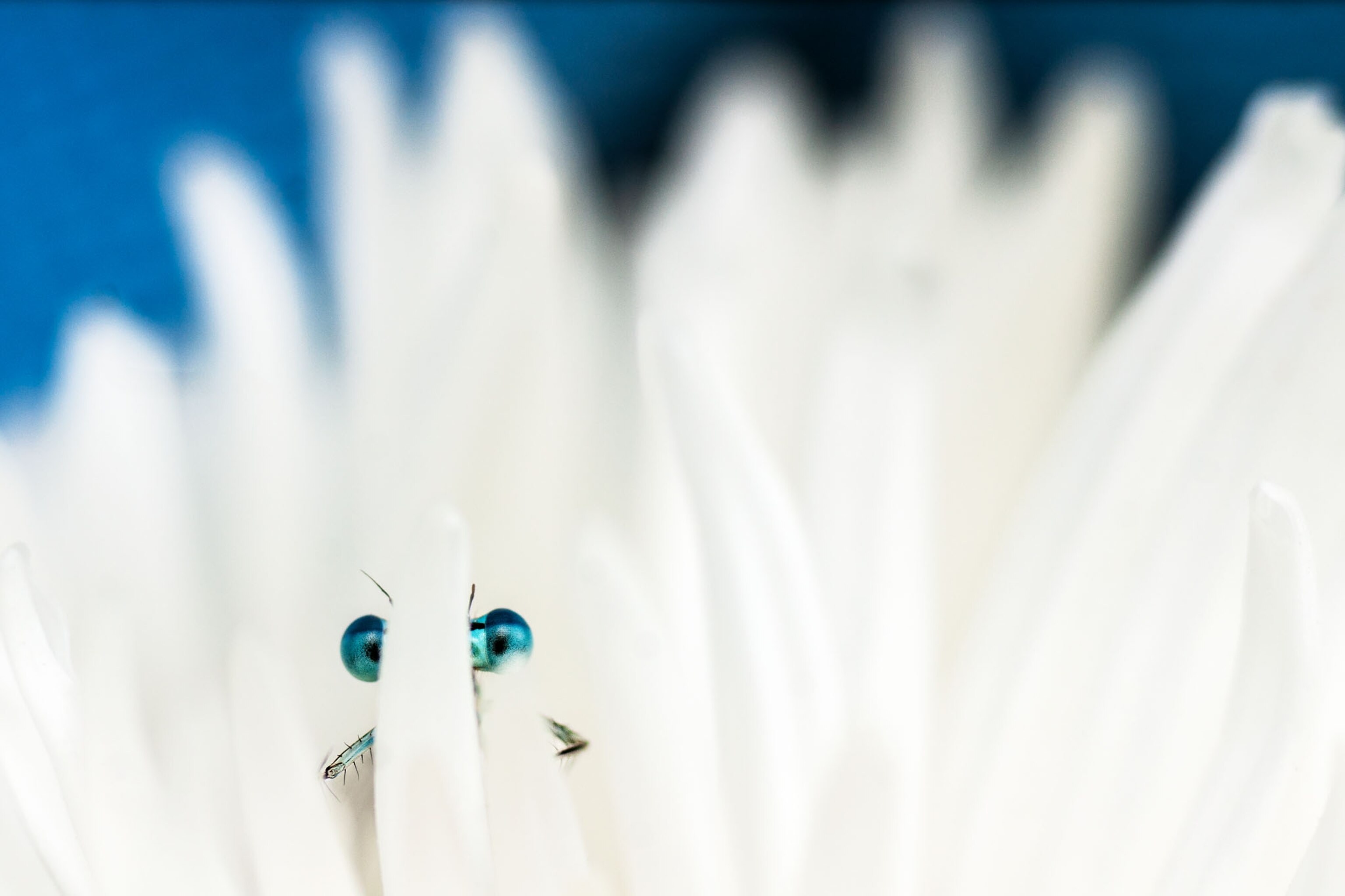 Damselflies' hidden world enchanted photographer Remus Tiplea