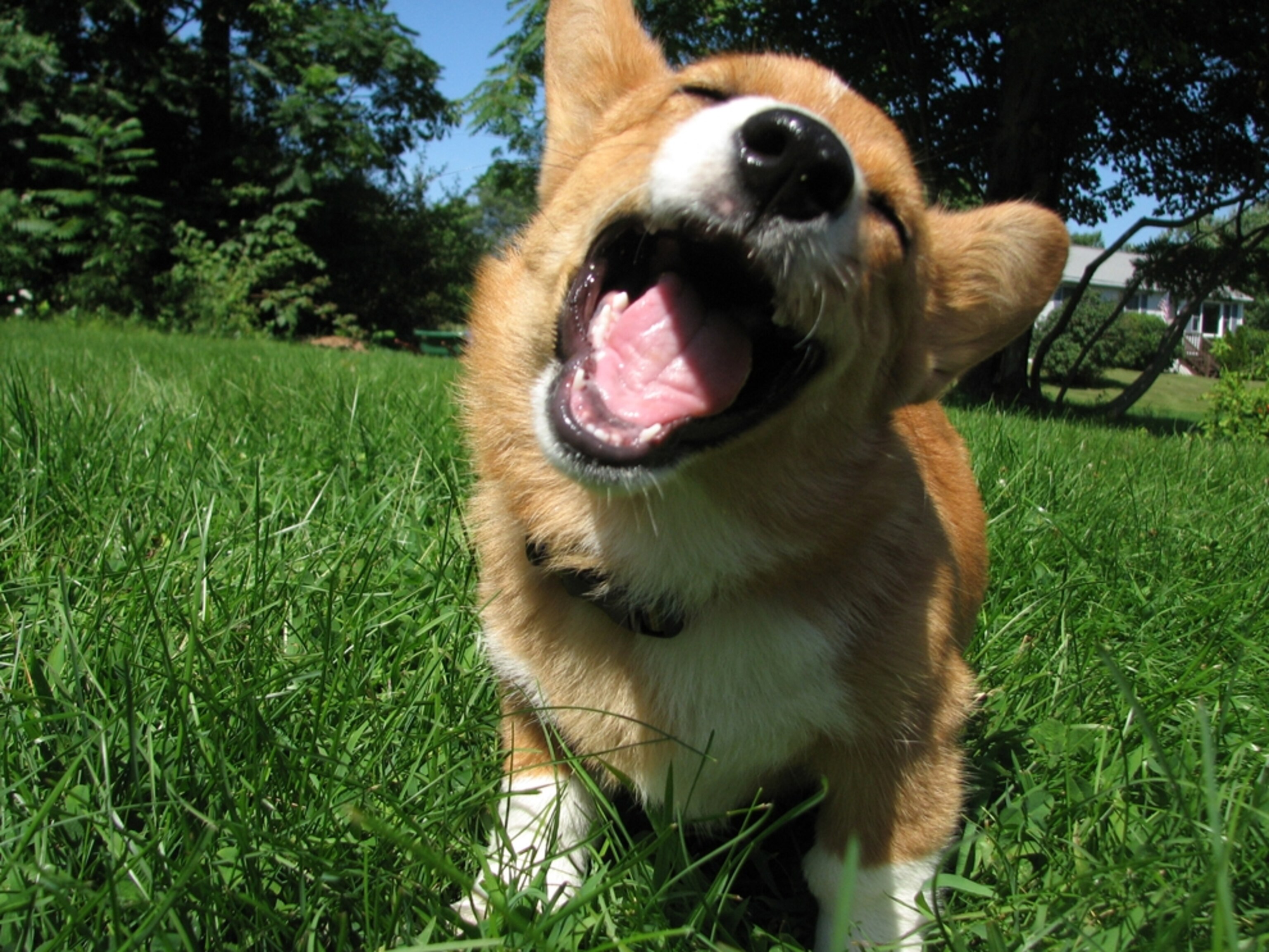 Your Puppy Pictures - Puppy Wallpapers - National Geographic