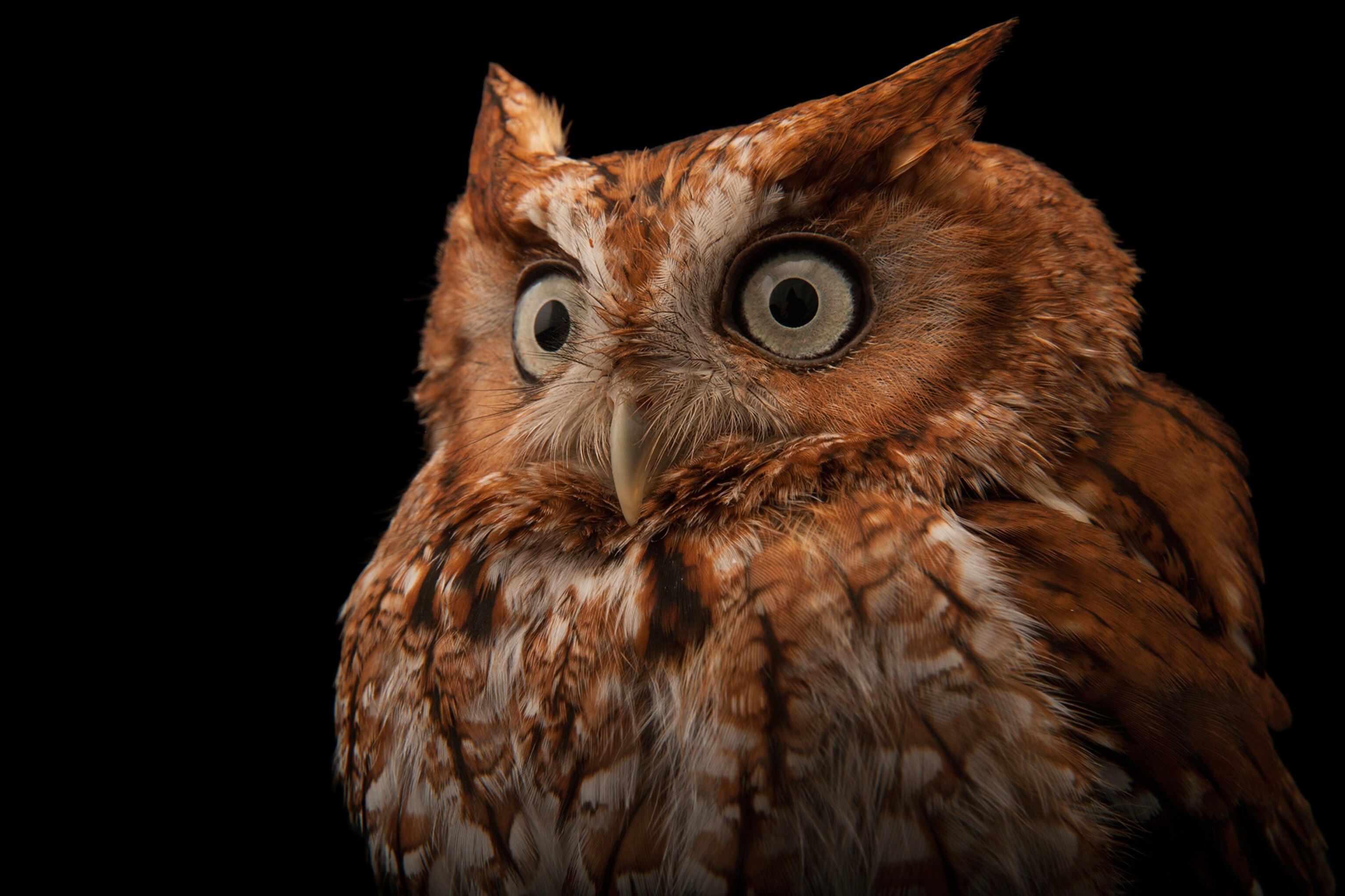 Ten Pictures of Superb Owls for the Super Bowl