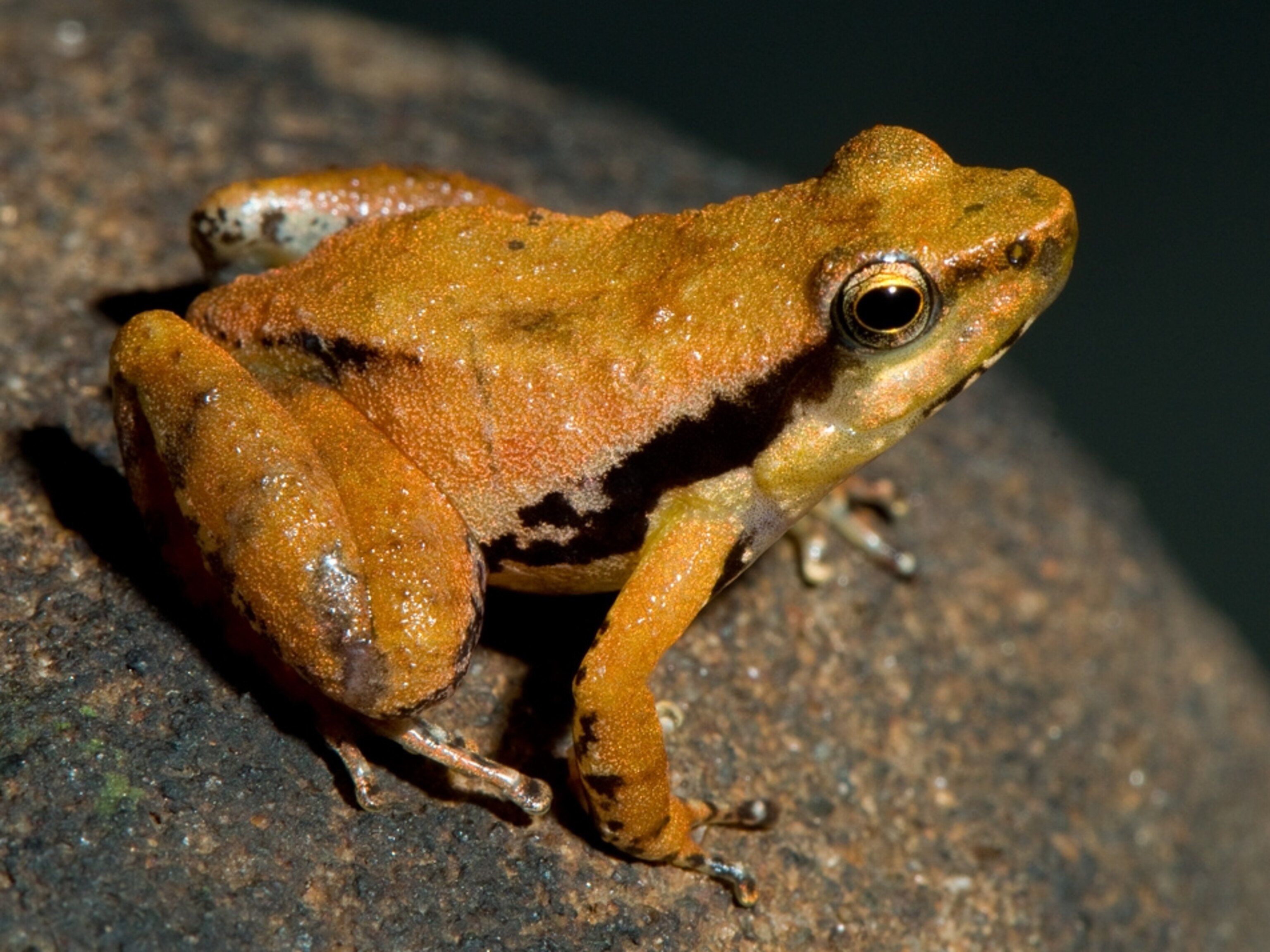 Photos: Bubble-nest Frog, Other "Extinct" Species Found