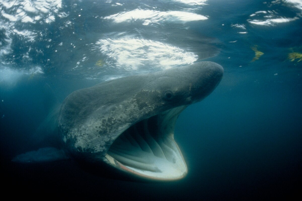 Swarms of Huge Sharks Discovered, Baffling Experts