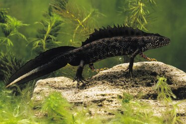 Great Crested Newt | National Geographic