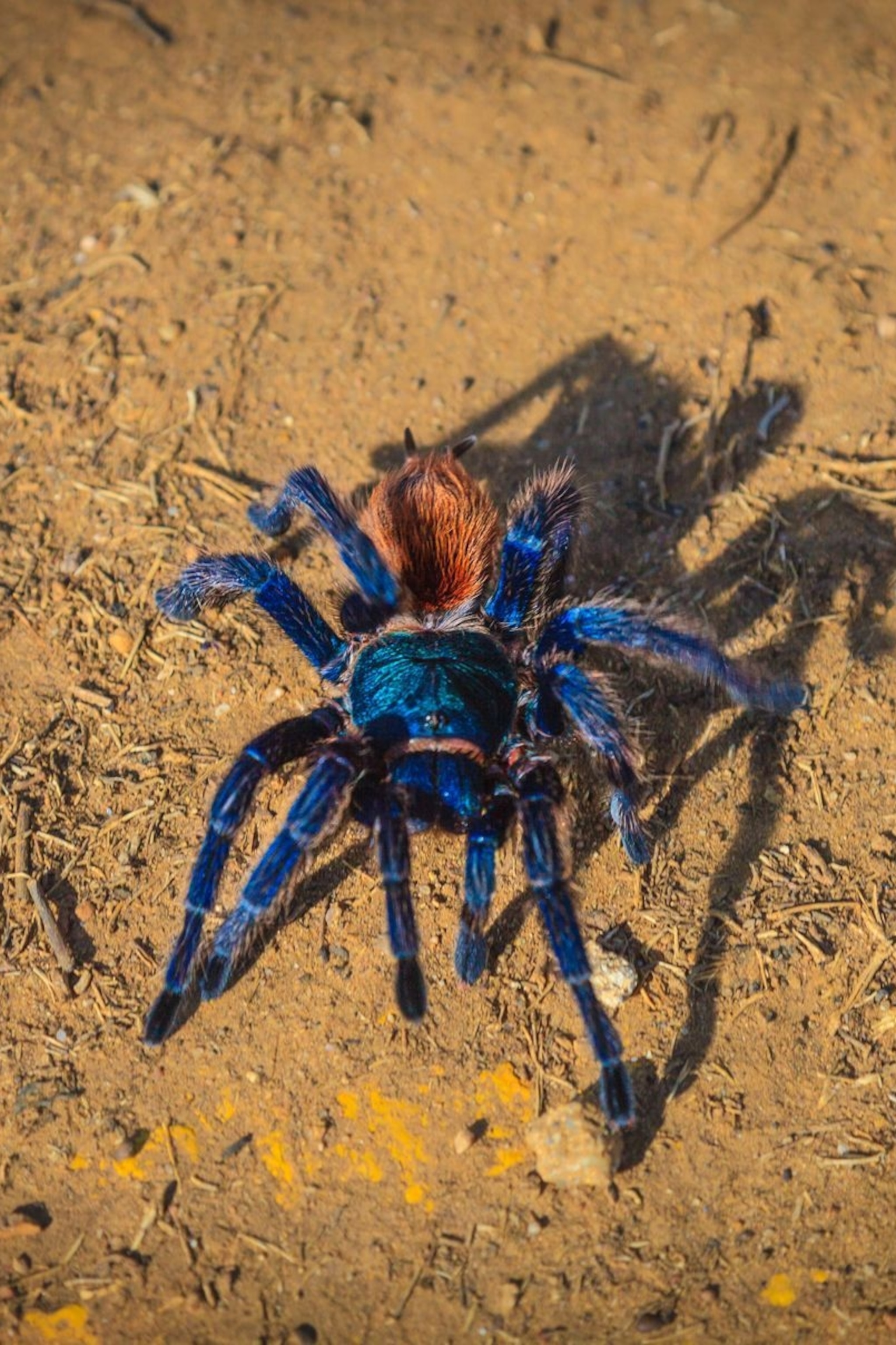 Species Of Tarantula: The Complete List Of Tarantula Breeds, 41% OFF