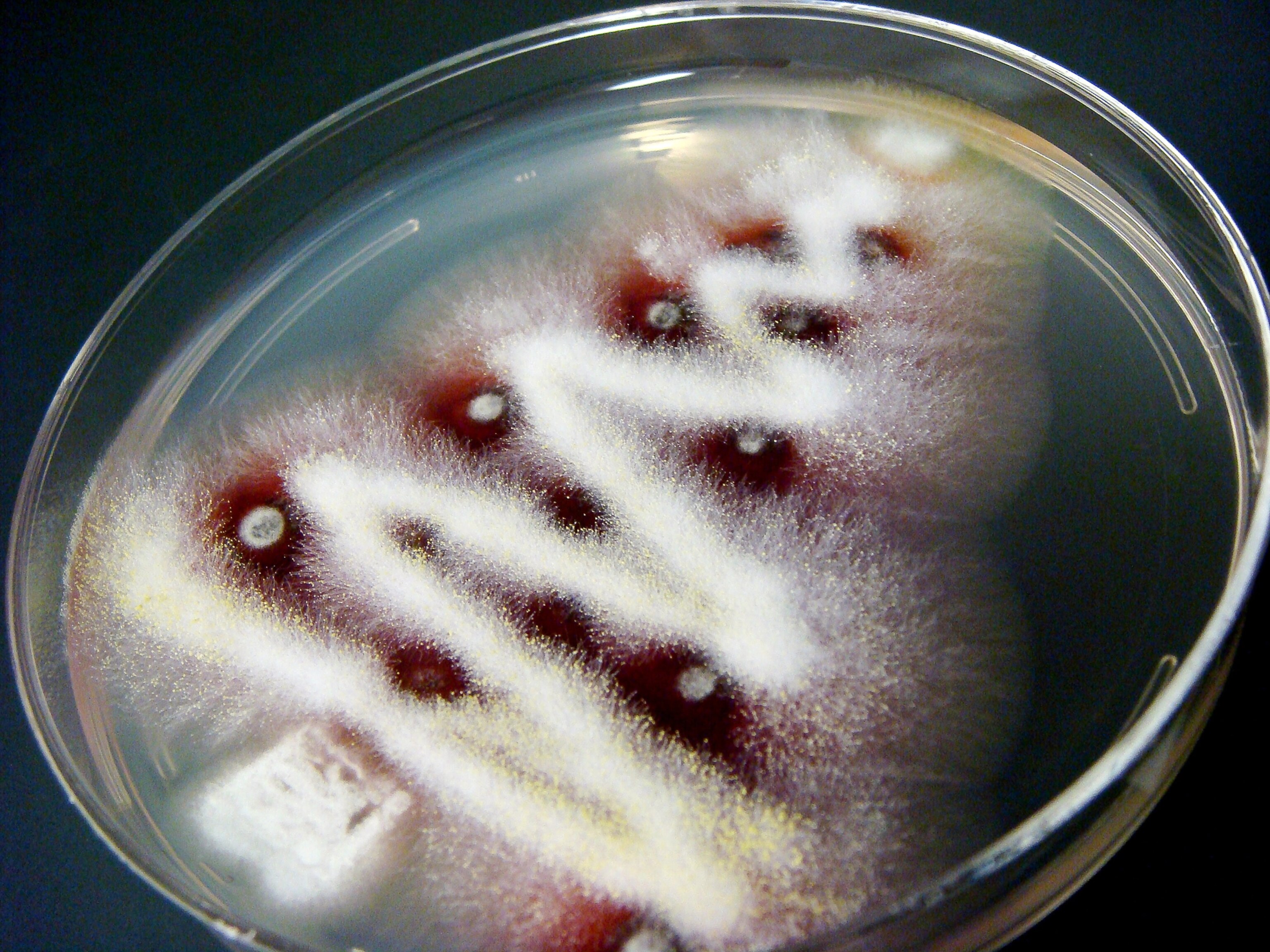 Pictures: Fungi Get Into the Holiday Spirit