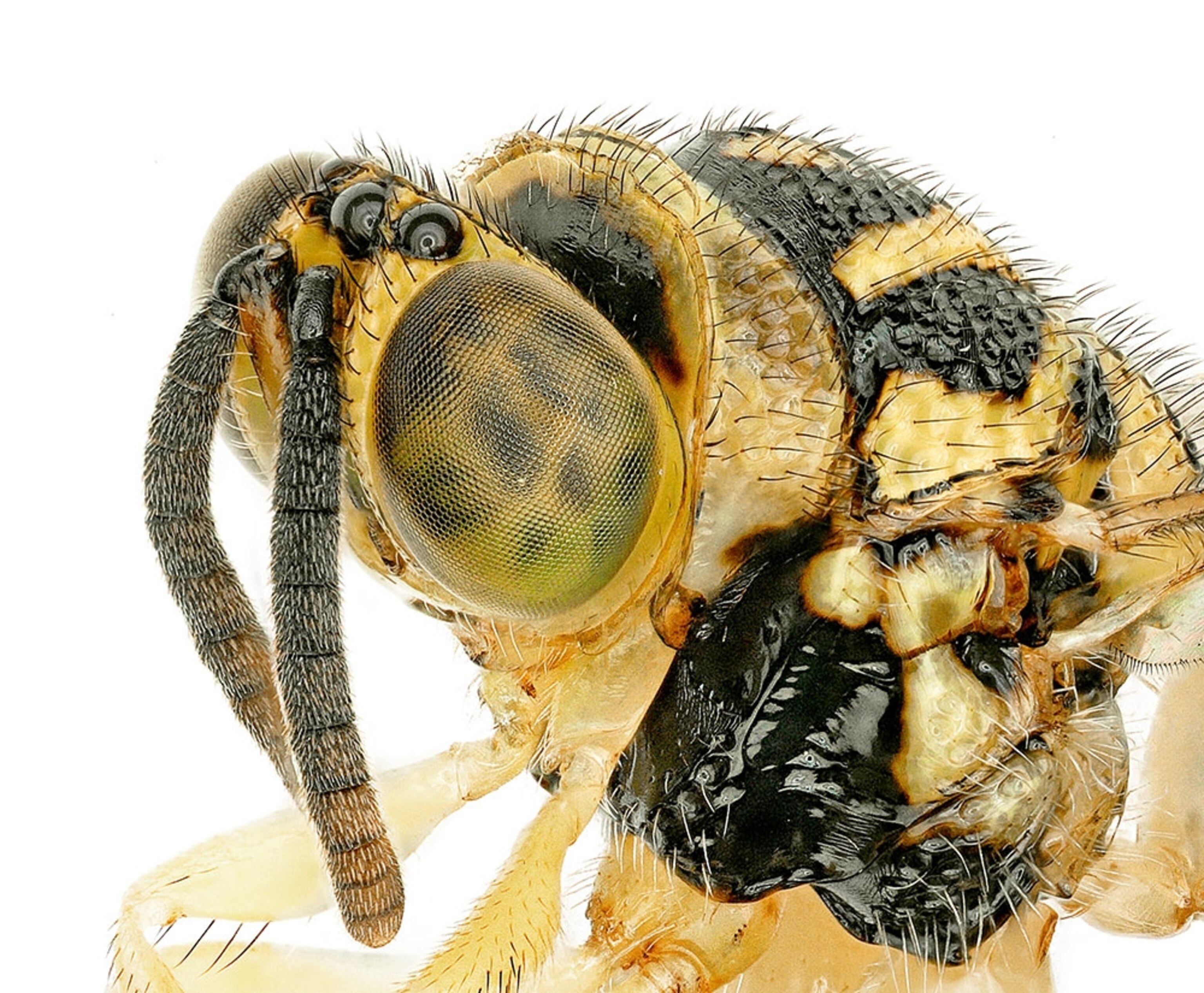 INSECTS LIKE YOU’VE NEVER SEEN BEFORE | National Geographic