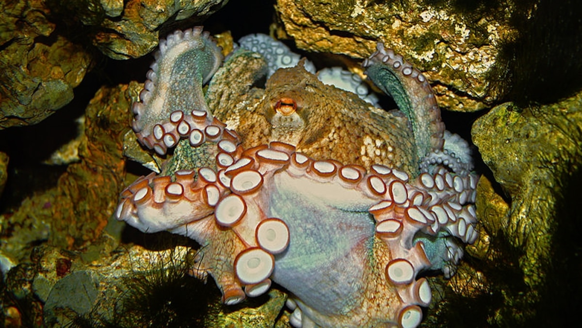 Why Octopus Arms Don’t Get Tangled | National Geographic