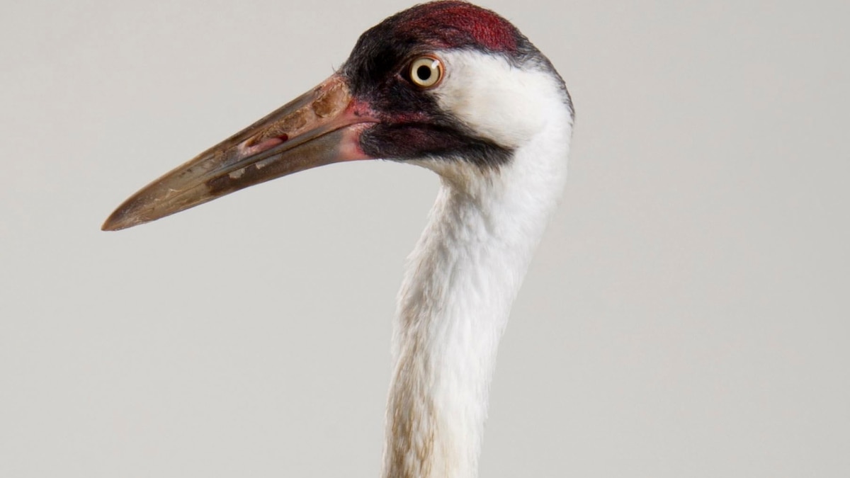 Whooping Crane | National Geographic | National Geographic