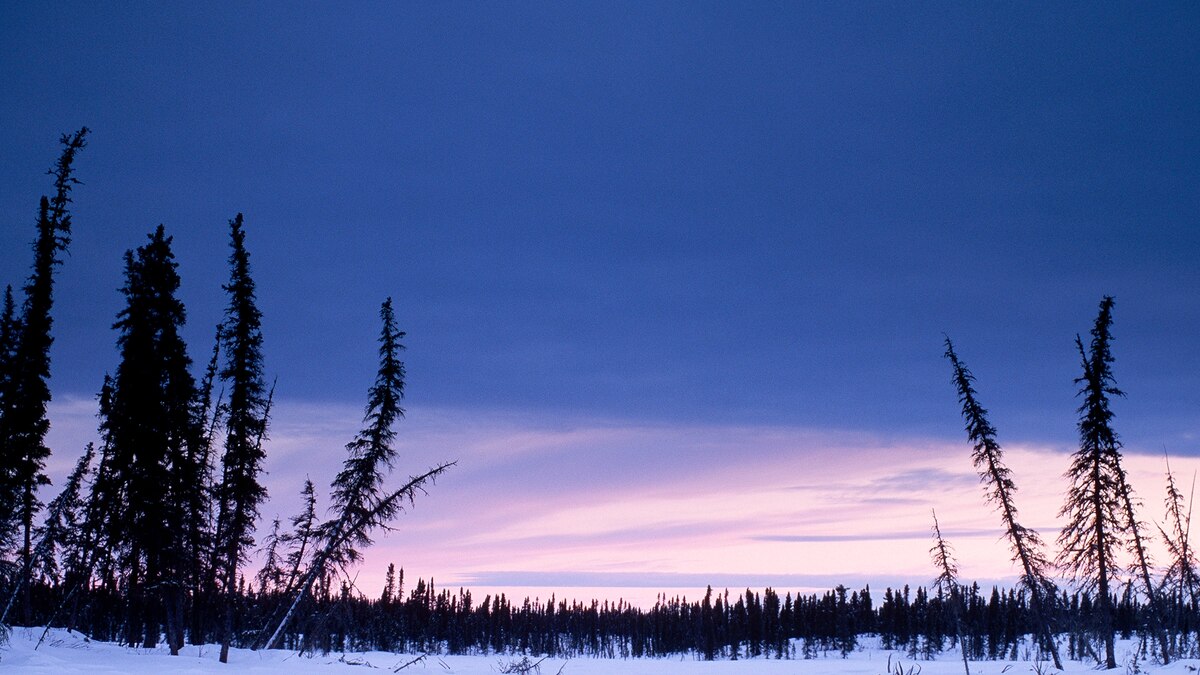 Drunken Trees: Dramatic Signs of Climate Change | National Geographic