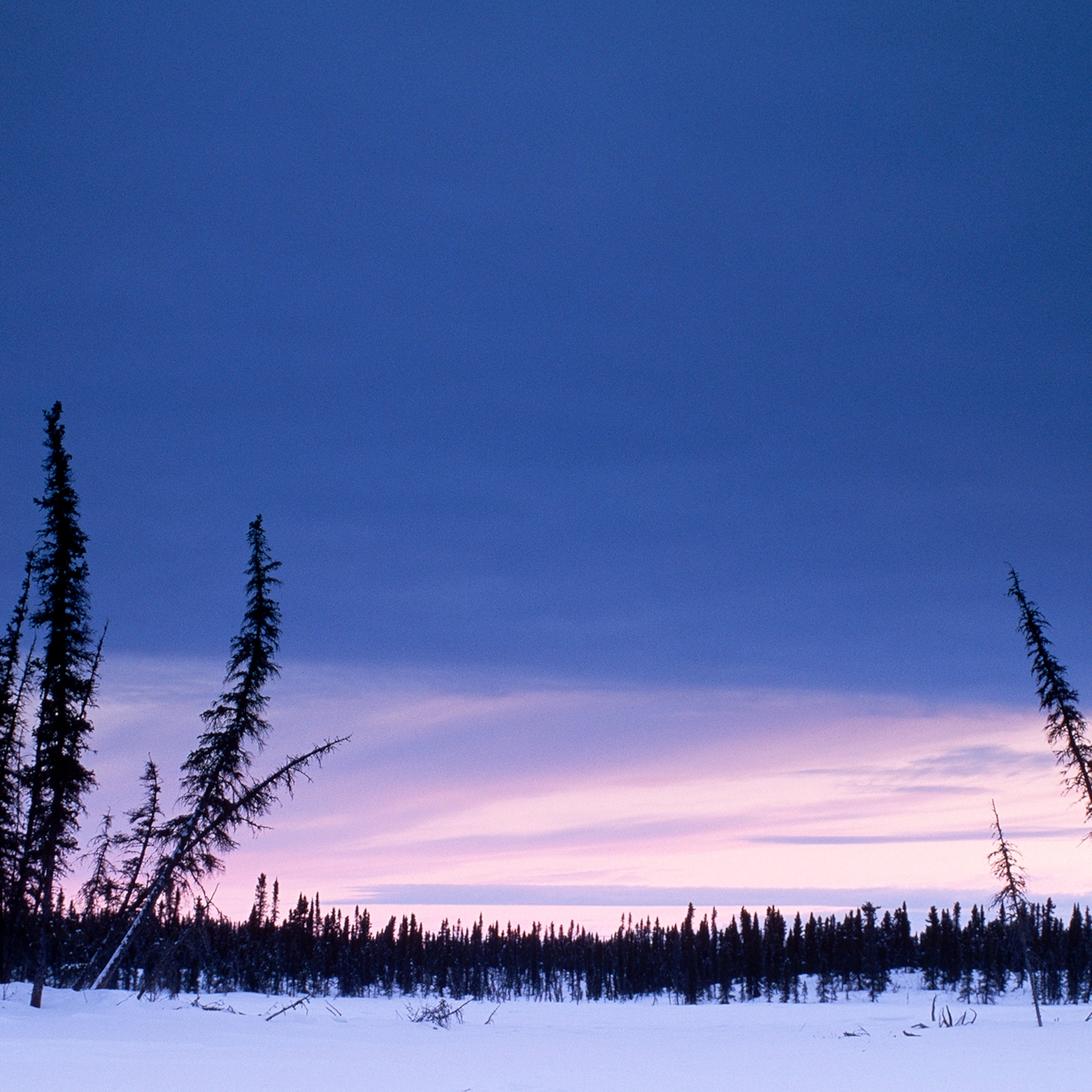 Arctic Tundra Trees