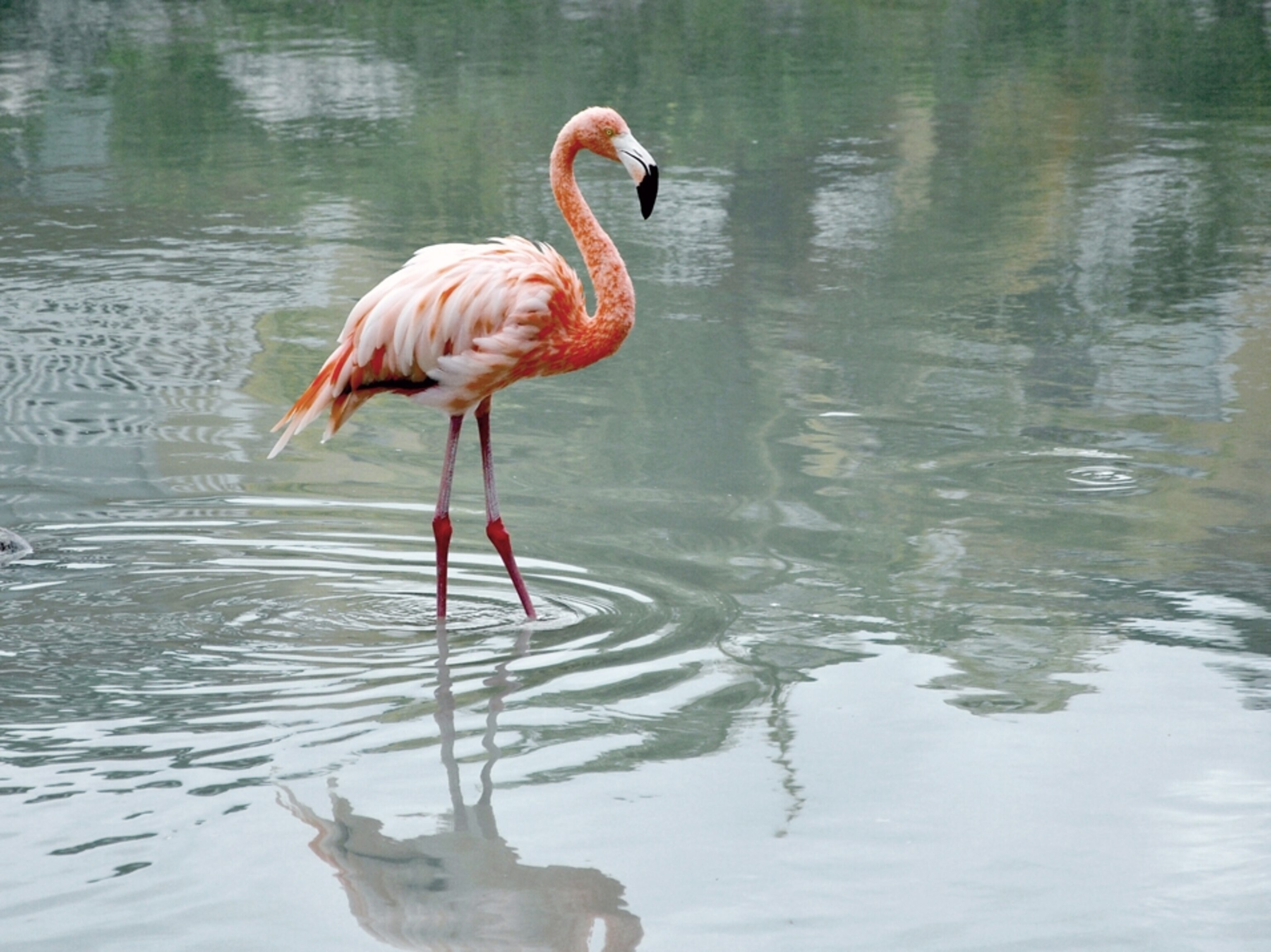 Freshwater Birds Pictures -- National Geographic