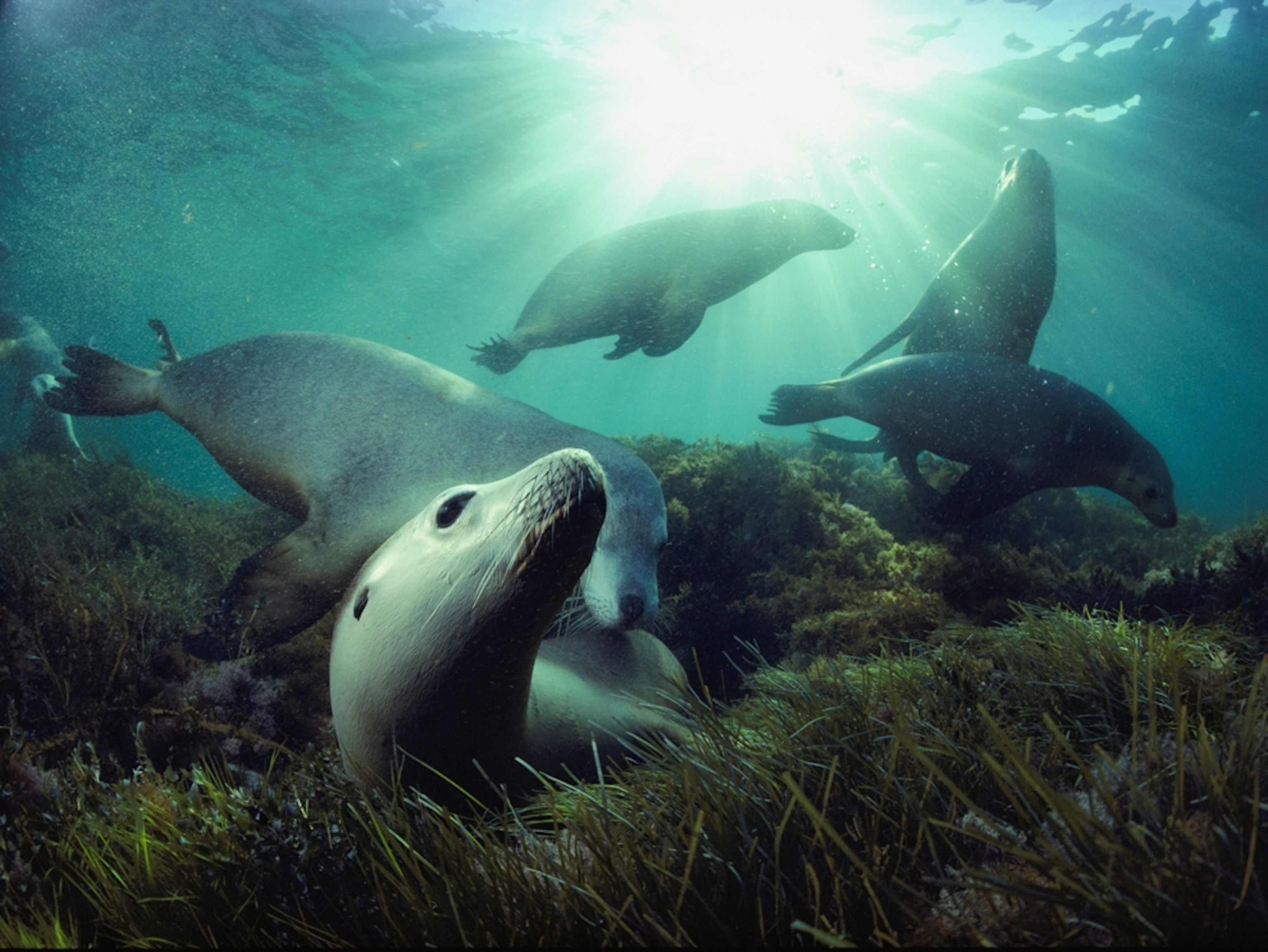 Milestones in Underwater Photography -- National Geographic