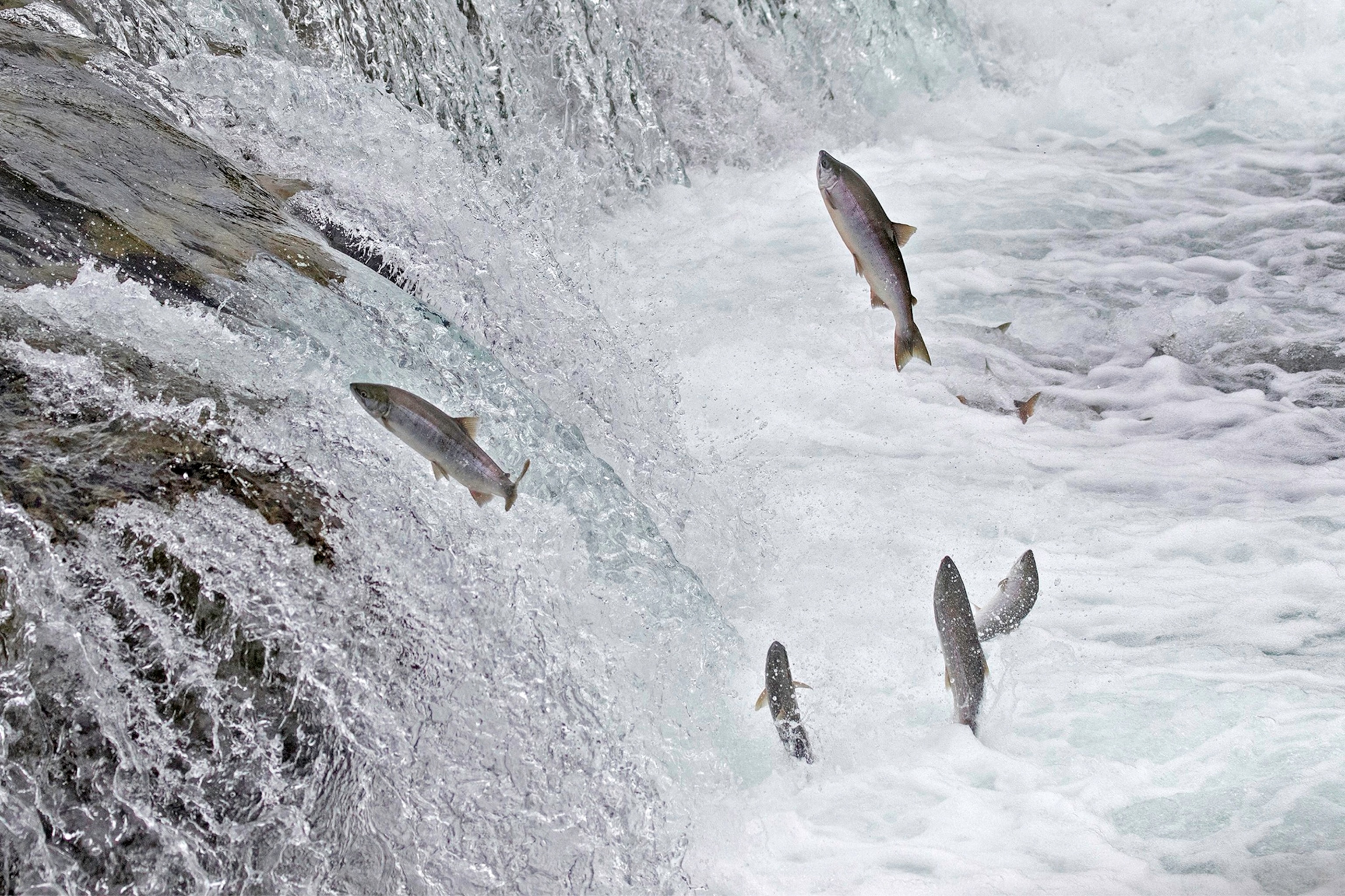 Take a Look at These Amazing Airborne Animals