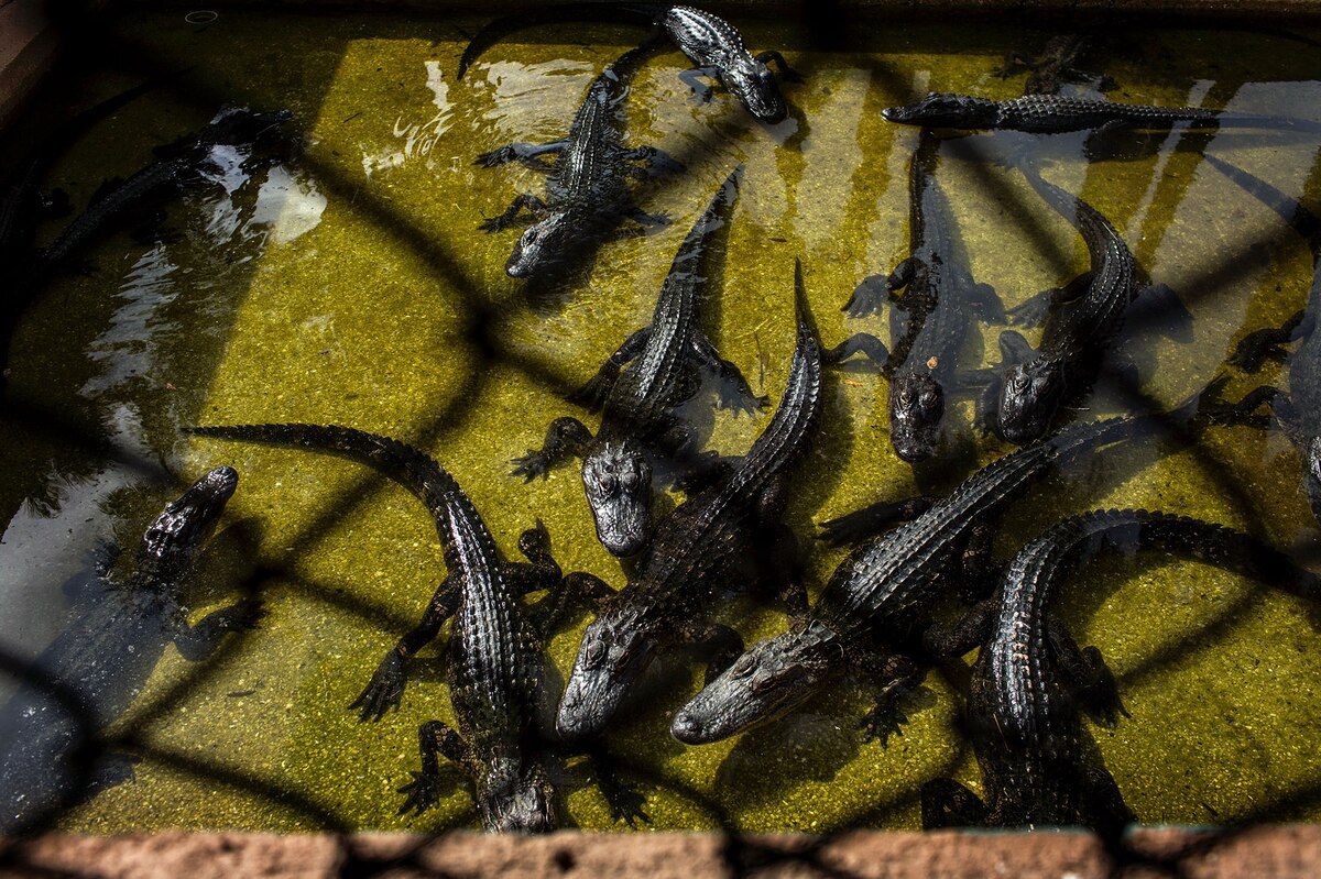 Florida Wildlife Agents Opened a Fake Alligator Farm to Catch Poachers