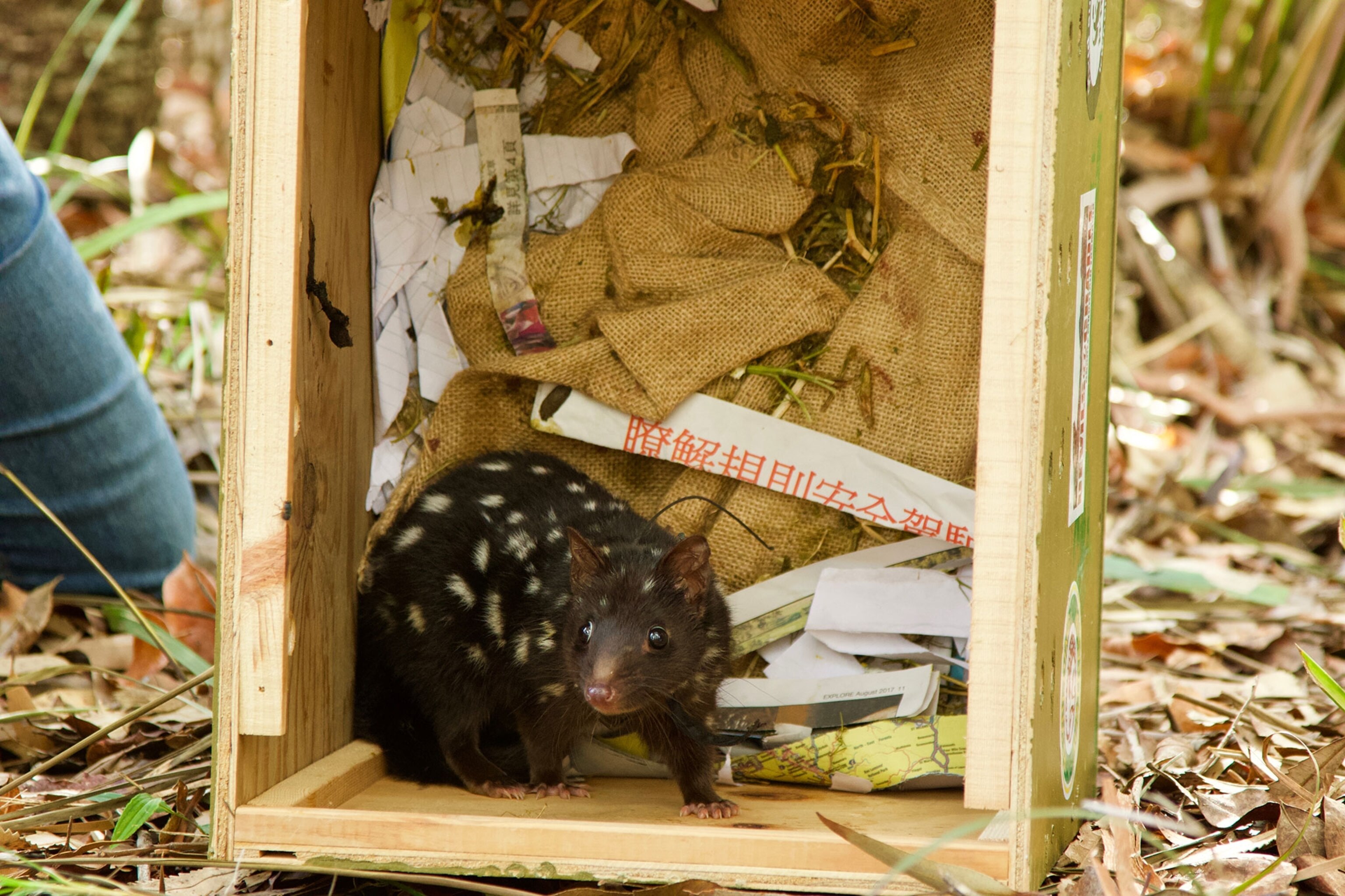Australia Is Saving Its Eastern Quolls, Adorable Cat-Size Animals