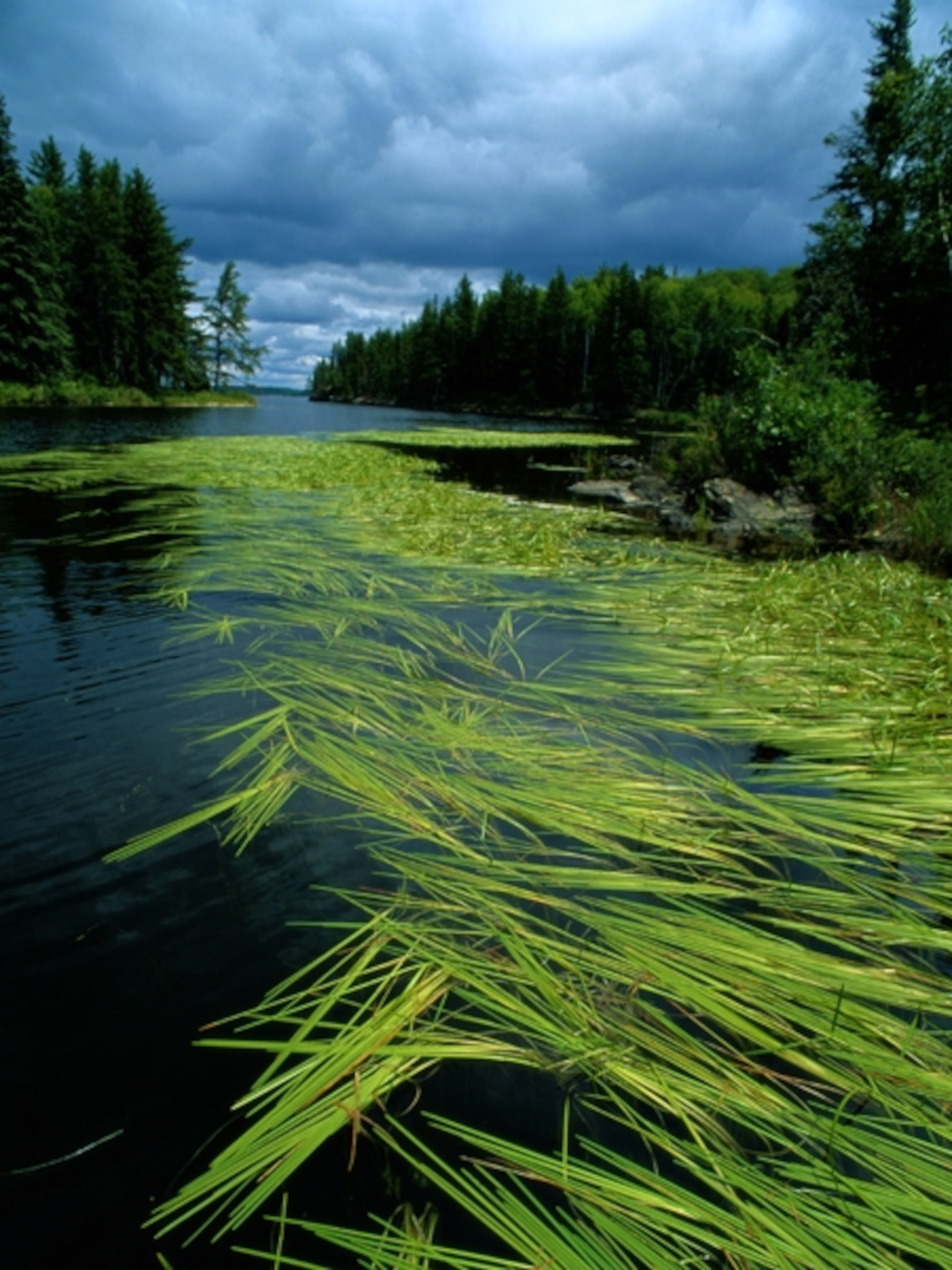 Habitats -- Freshwater Plants & Animals Pictures, Wallpapers, Downloads ...