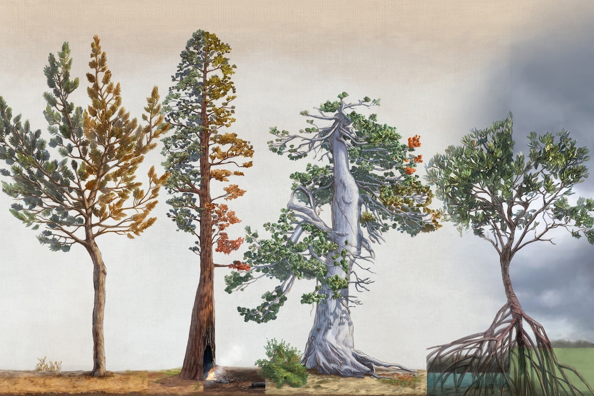 An illustrated guide to how heat and drought are killing trees ...
