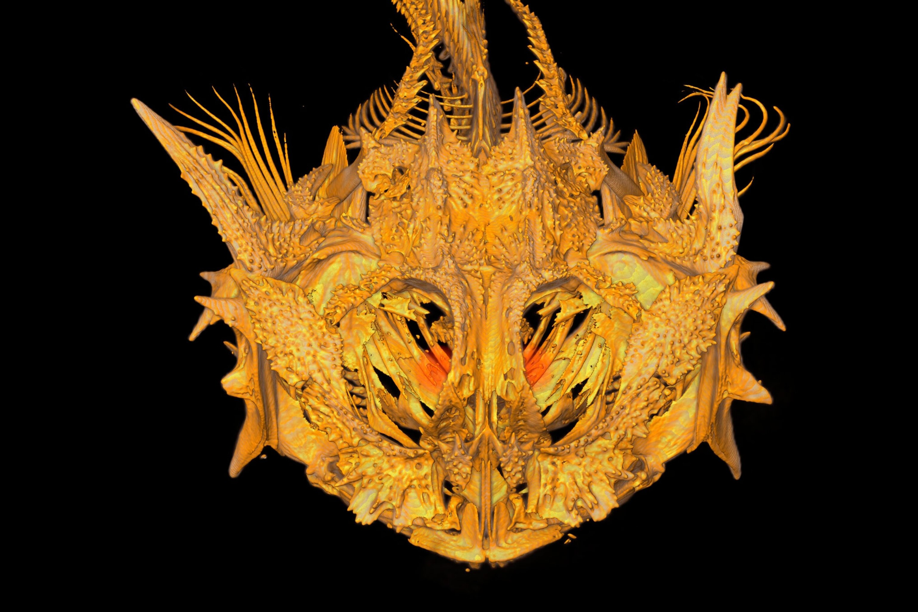 One Scientist’s Quest to Scan Every Species of Fish