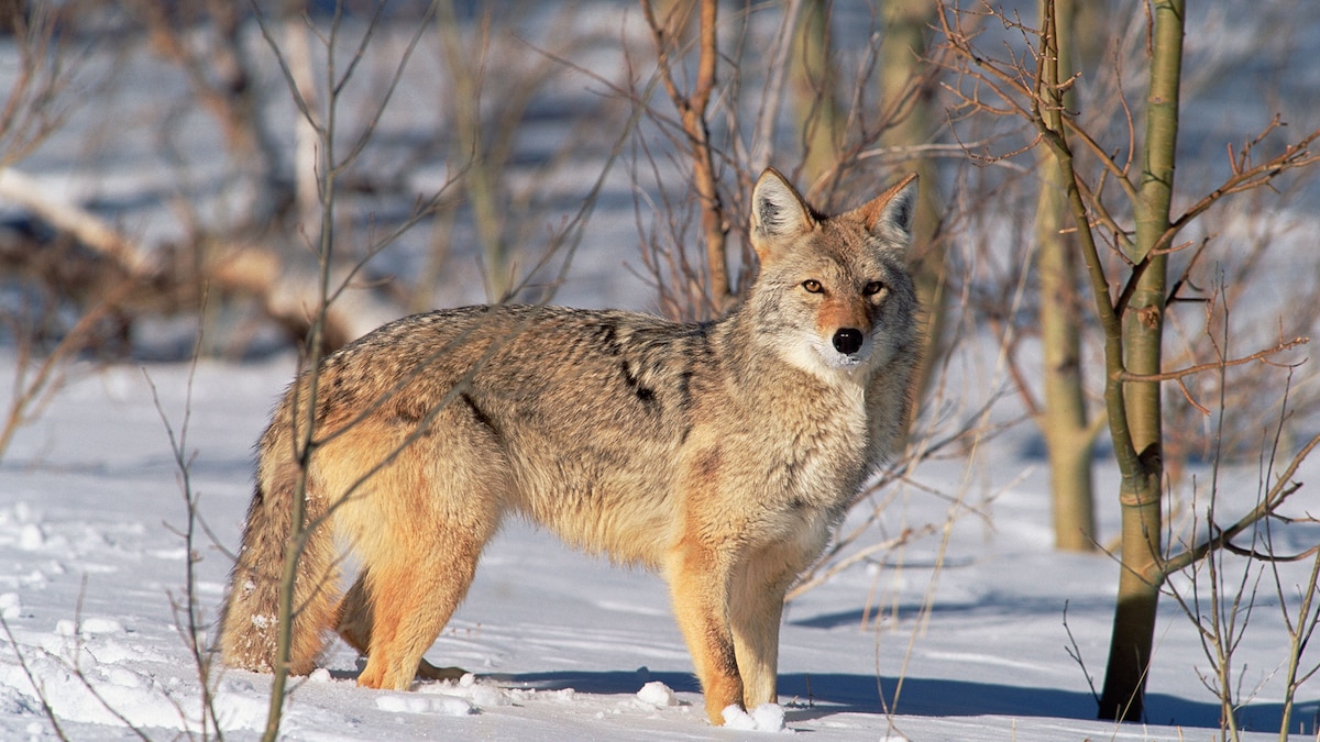 Can Animals Be Too Smart for Their Own Good? | National Geographic