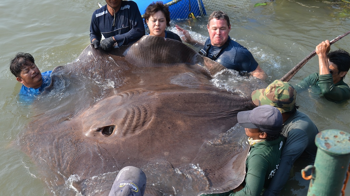 Car-Size Stingray May Be World’s Largest Freshwater Fish | National ...