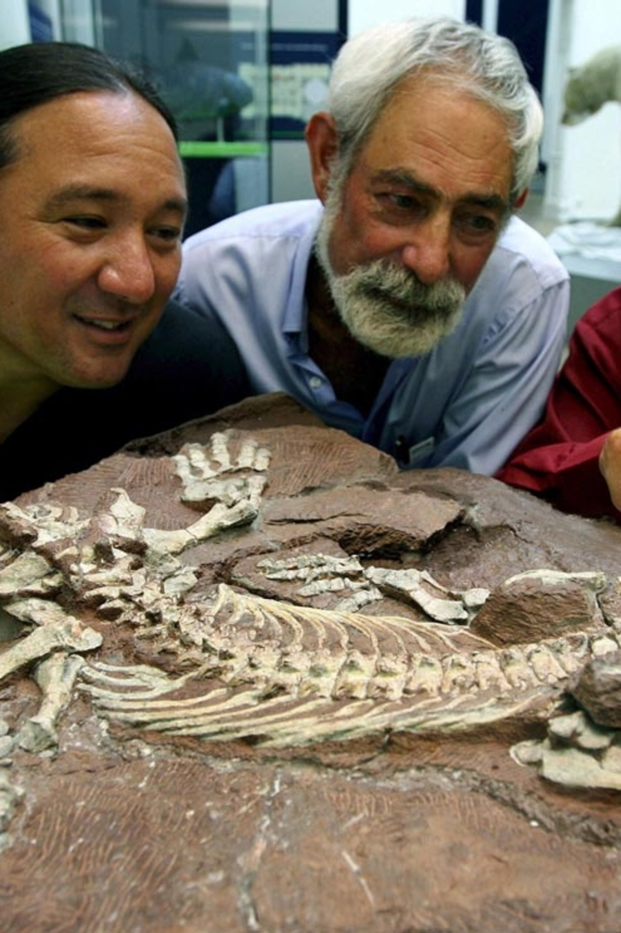 Permian Period Fossils