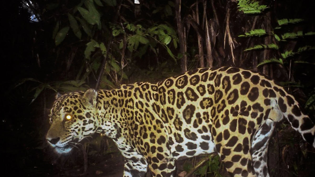 How to Save the Jaguars? Turn the Locals From Foe to Friend | National ...