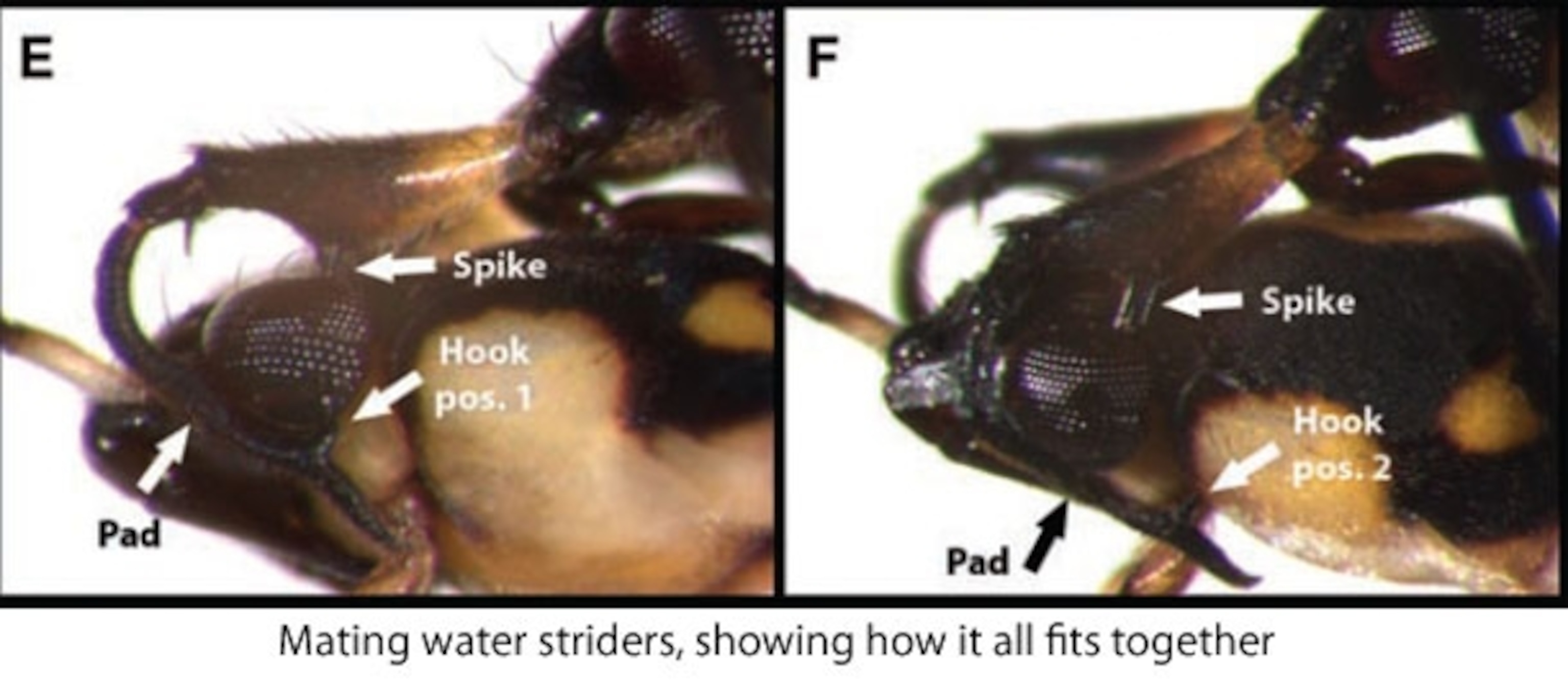 Water striders evolved to literally grab female eyes | National Geographic