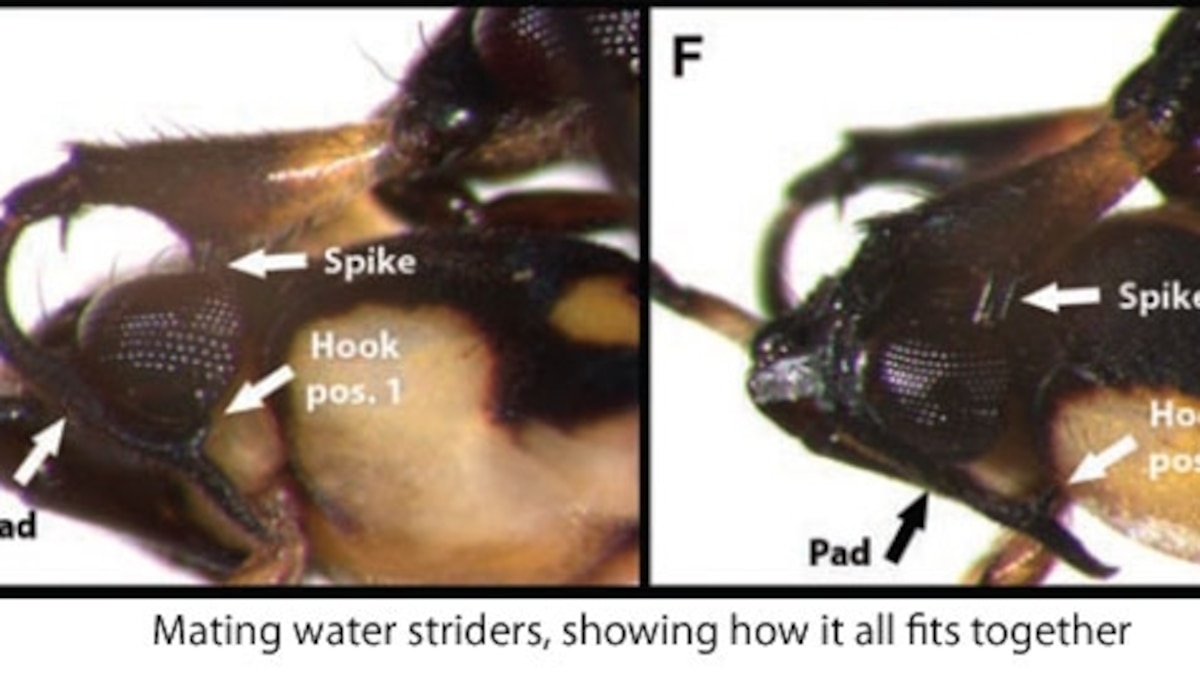 Water striders evolved to literally grab female eyes | National Geographic