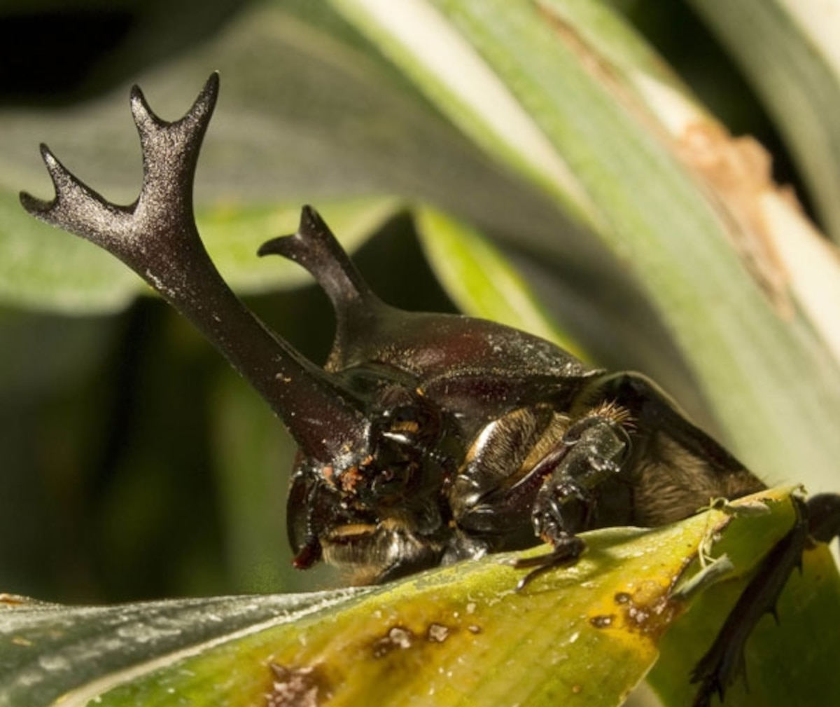How the rhino beetle got its horn (and why it cannot lie)