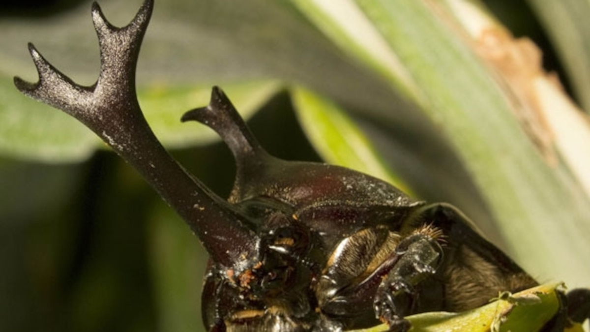 How the rhino beetle got its horn (and why it cannot lie) | National ...
