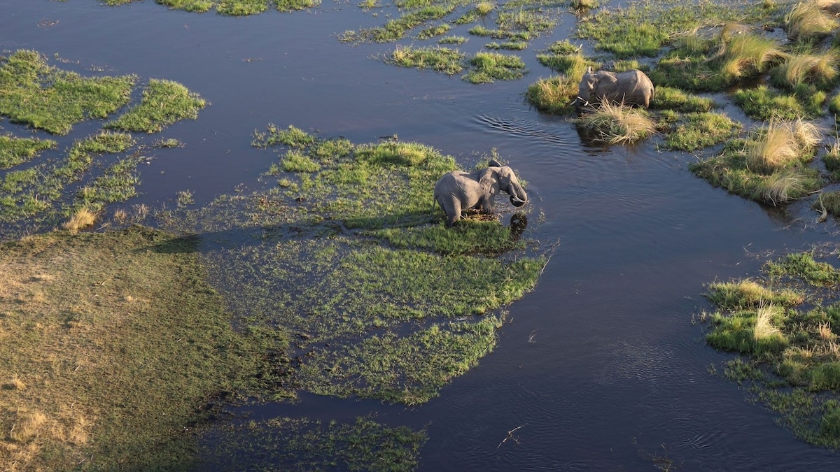 Into the Okavango Delta: a portrait of Africa’s wildest conservation ...
