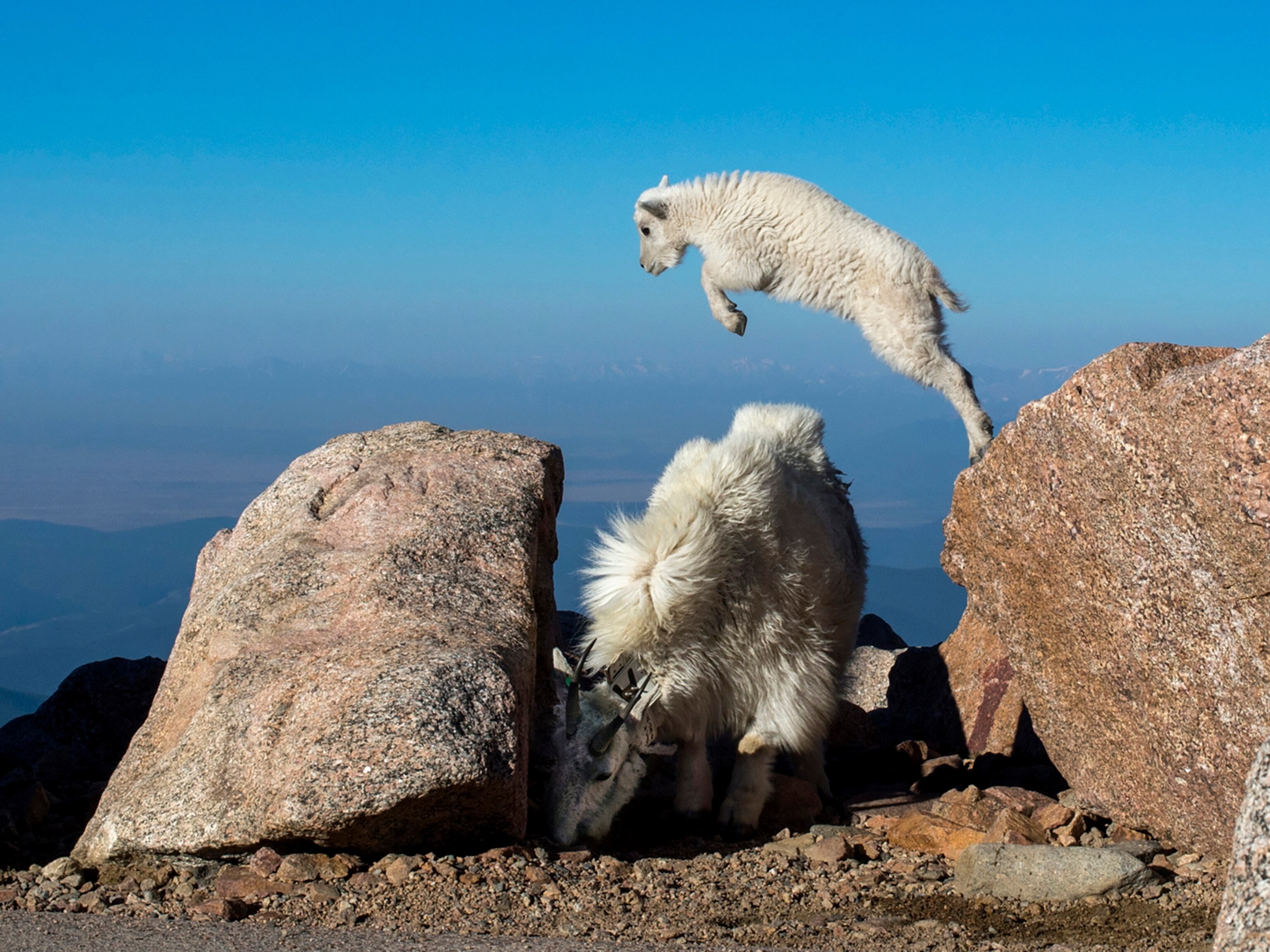 Take a Look at These Amazing Airborne Animals