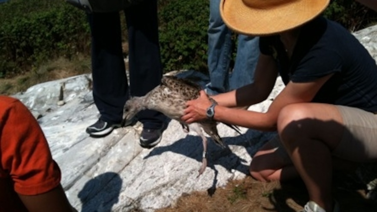 The beautifully brutal life of gulls