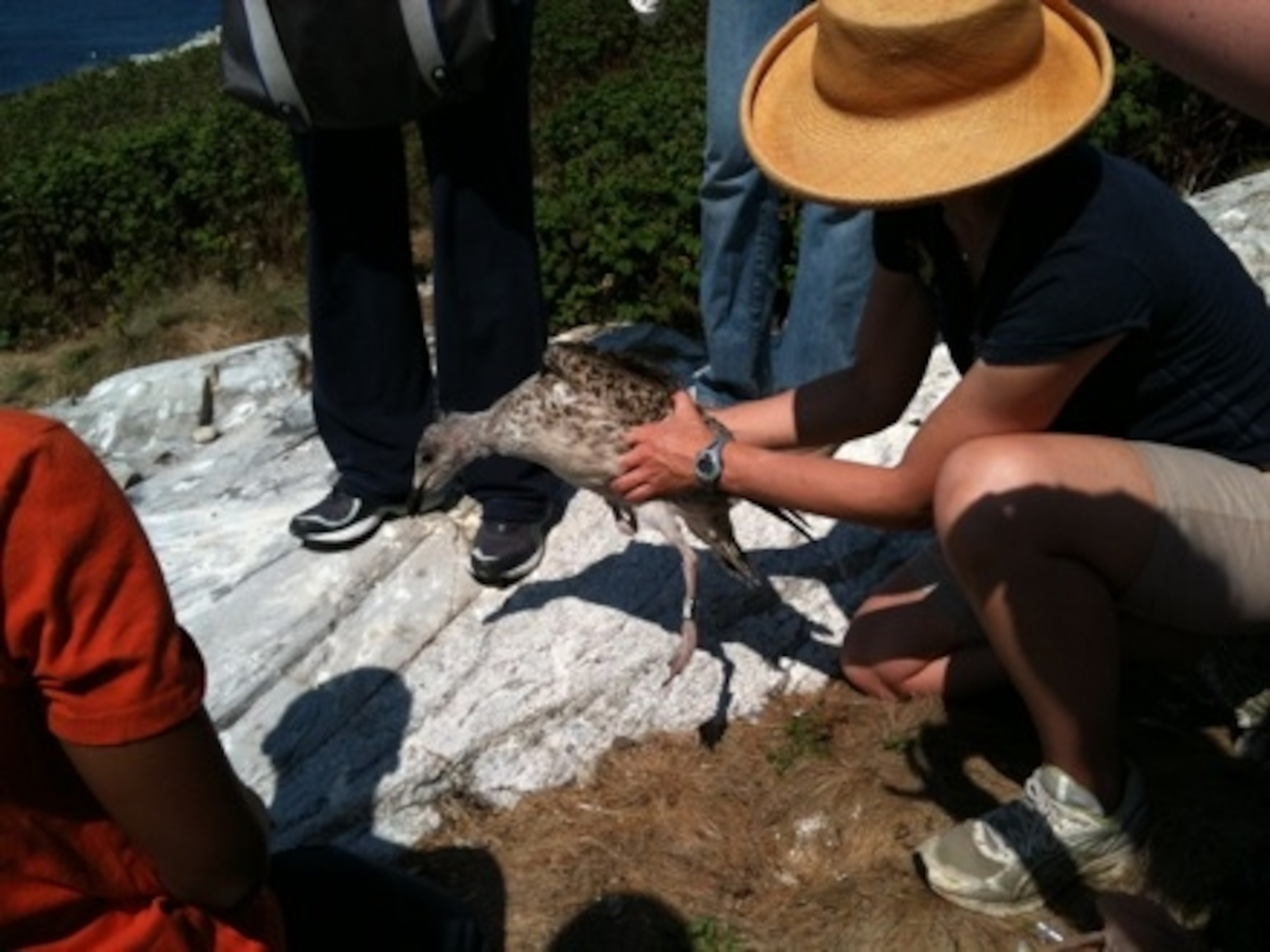 The beautifully brutal life of gulls