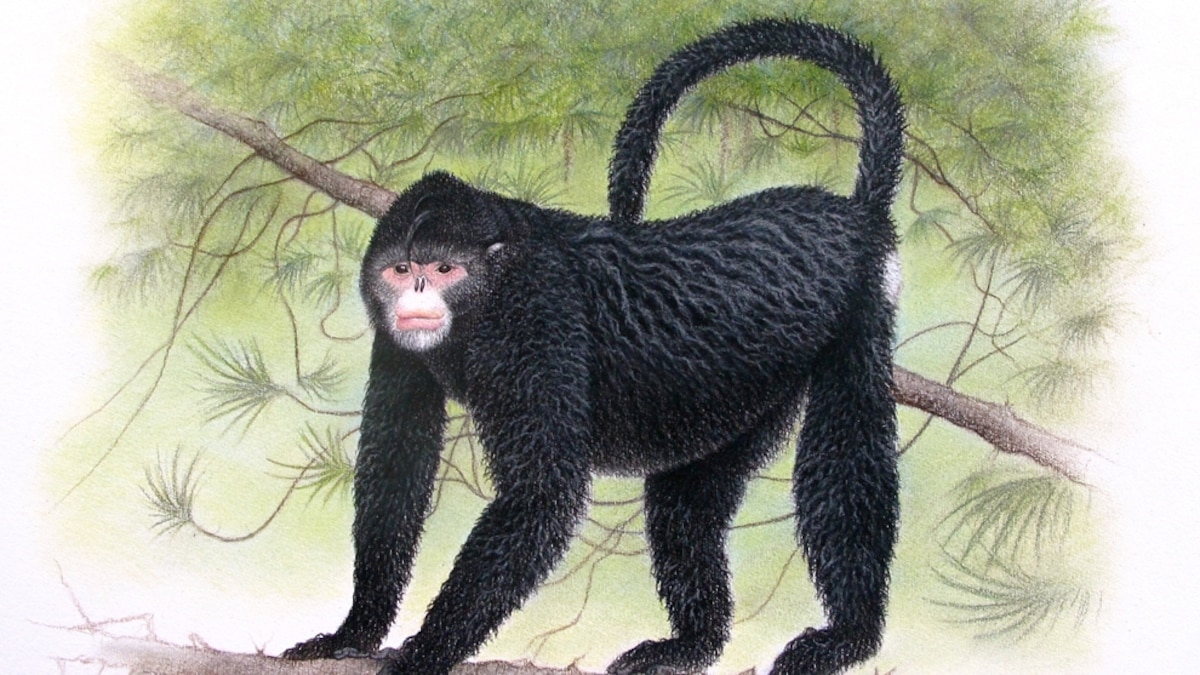 Photos: "Elvis Monkey," Cloning Lizard Among New Mekong Species ...