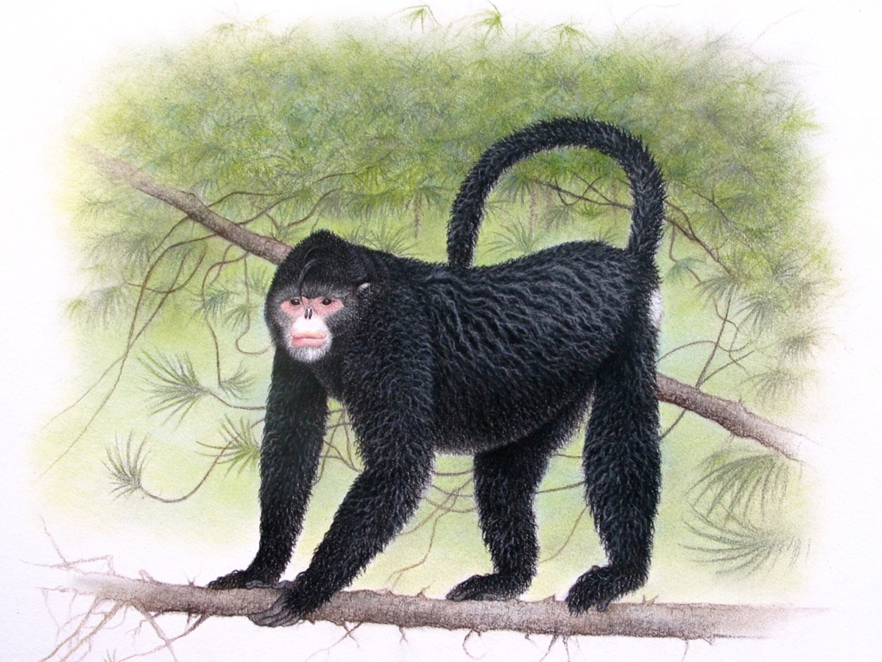 Photos: "Elvis Monkey," Cloning Lizard Among New Mekong Species