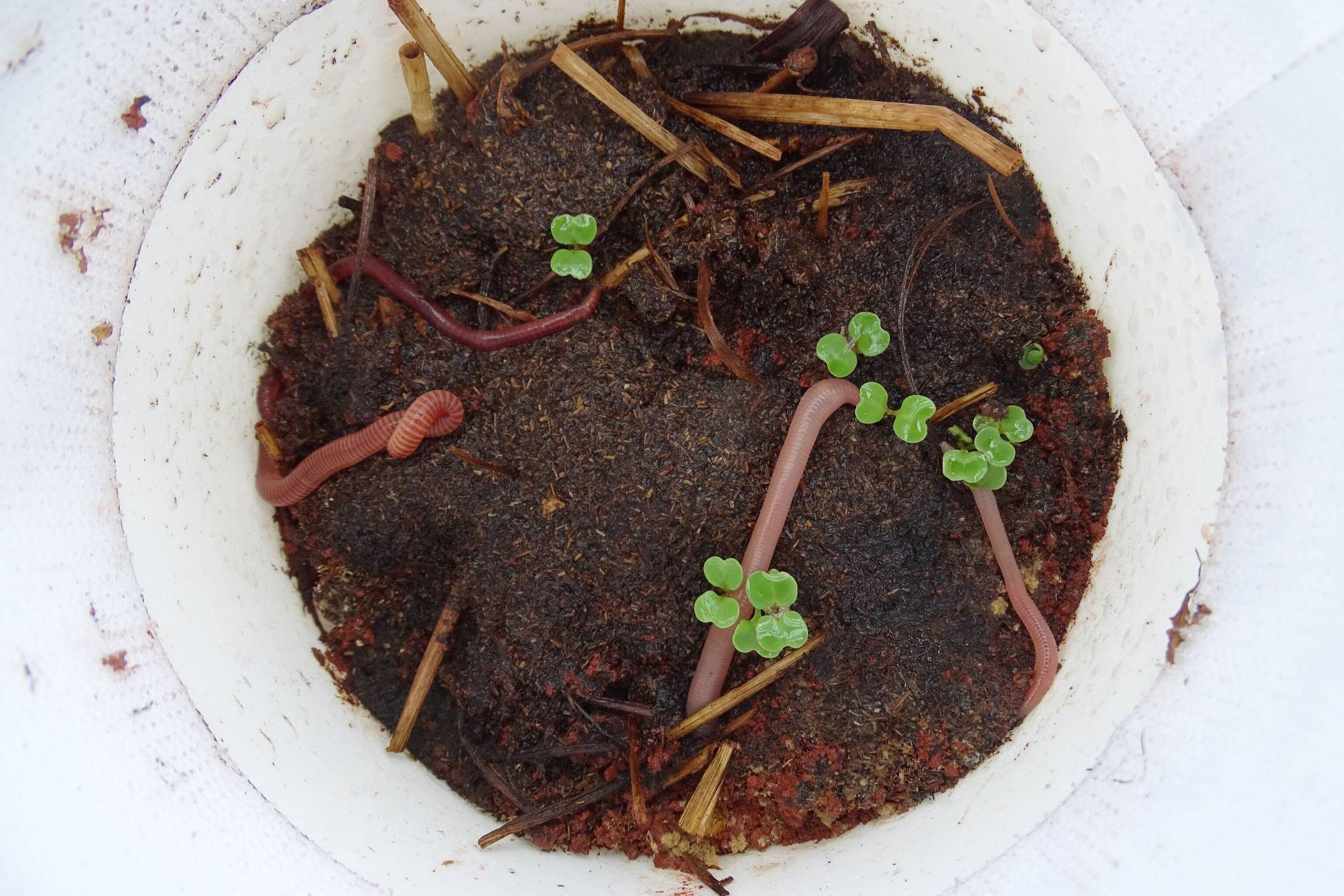 Earthworms Reproduce in Simulated Mars Soil—a First