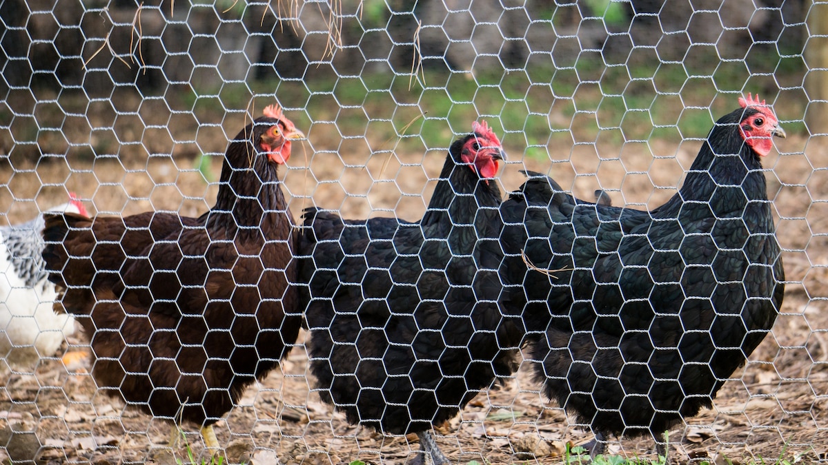 McDonald’s Chicken Goes Antibiotic-Free. Now What? | National Geographic