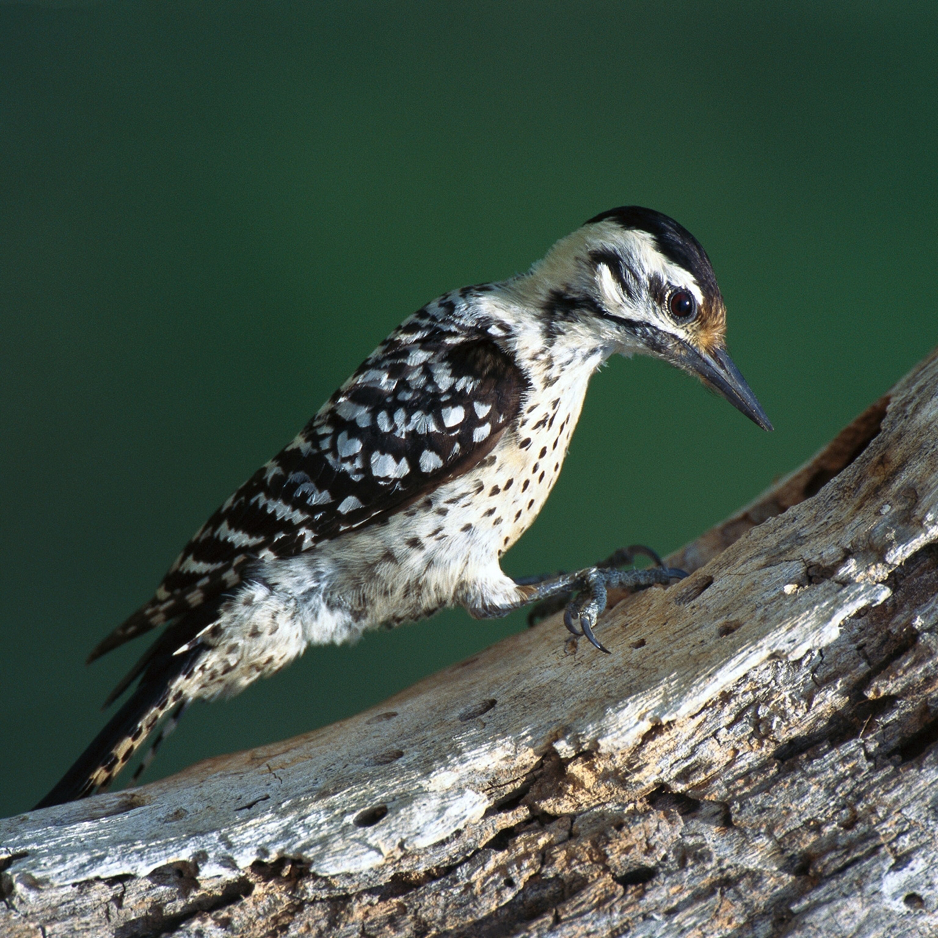 Ladder Backed Woodpecker Range Woodpecker