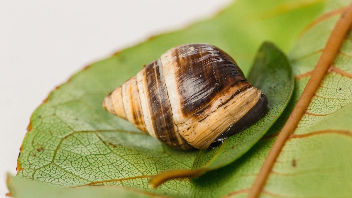 World's loneliest snail dies, and a species goes extinct | National ...