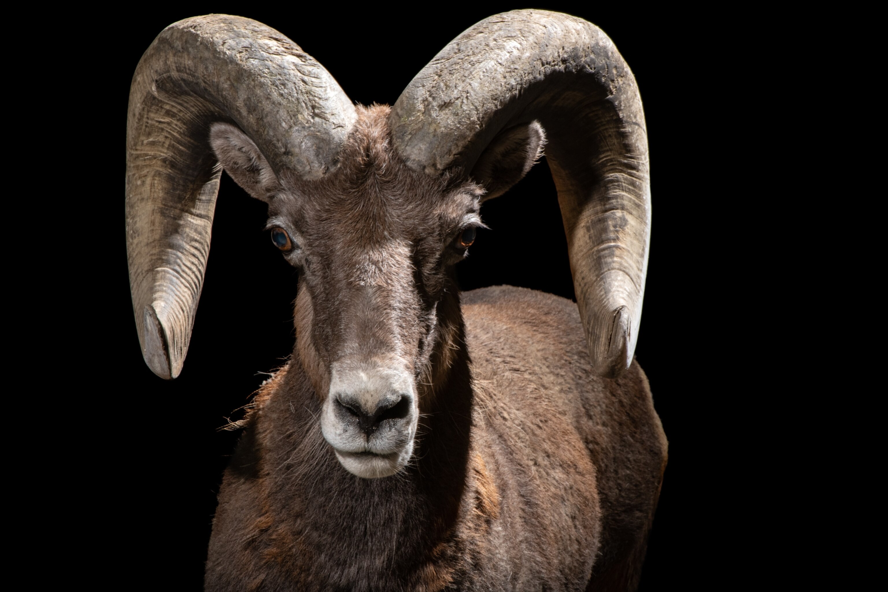 Celebrate July 4th with these unique all-American animals