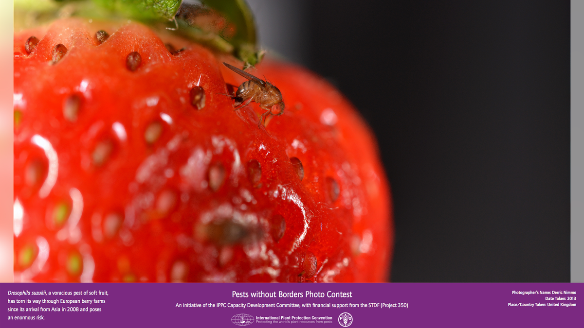 Get Up Close With Pretty but Destructive Plant Pests | National Geographic