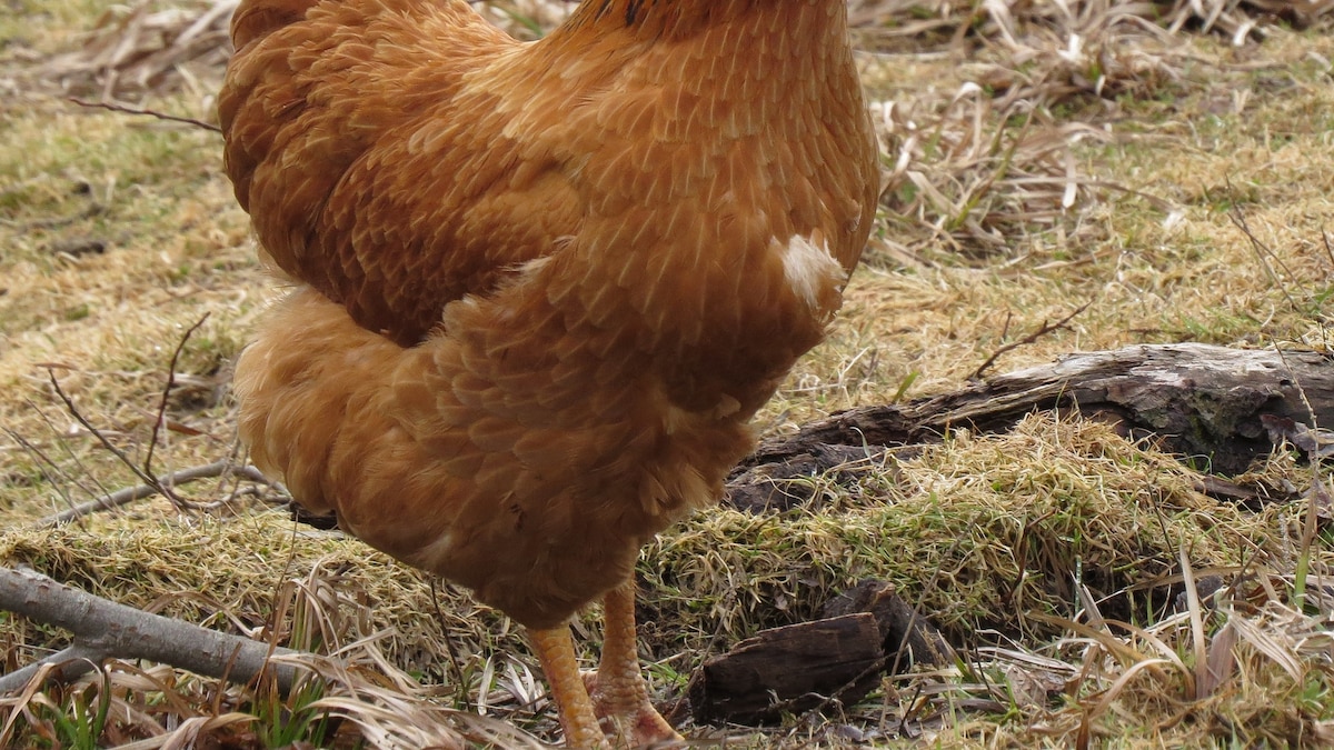 Creating an Appetite for a Different Kind of Chicken | National Geographic
