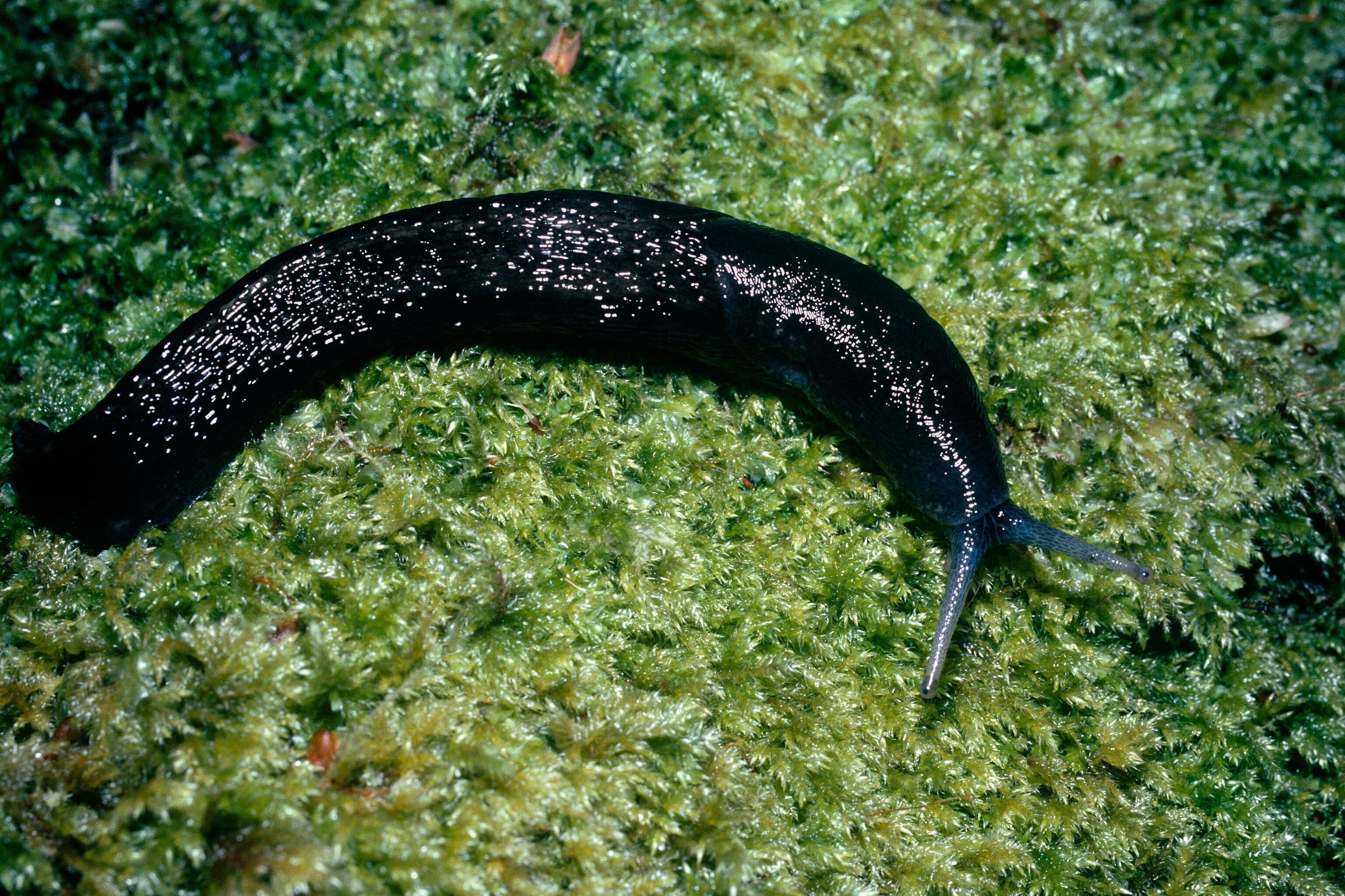 Inside the Strange World of Slug Sex and Slime