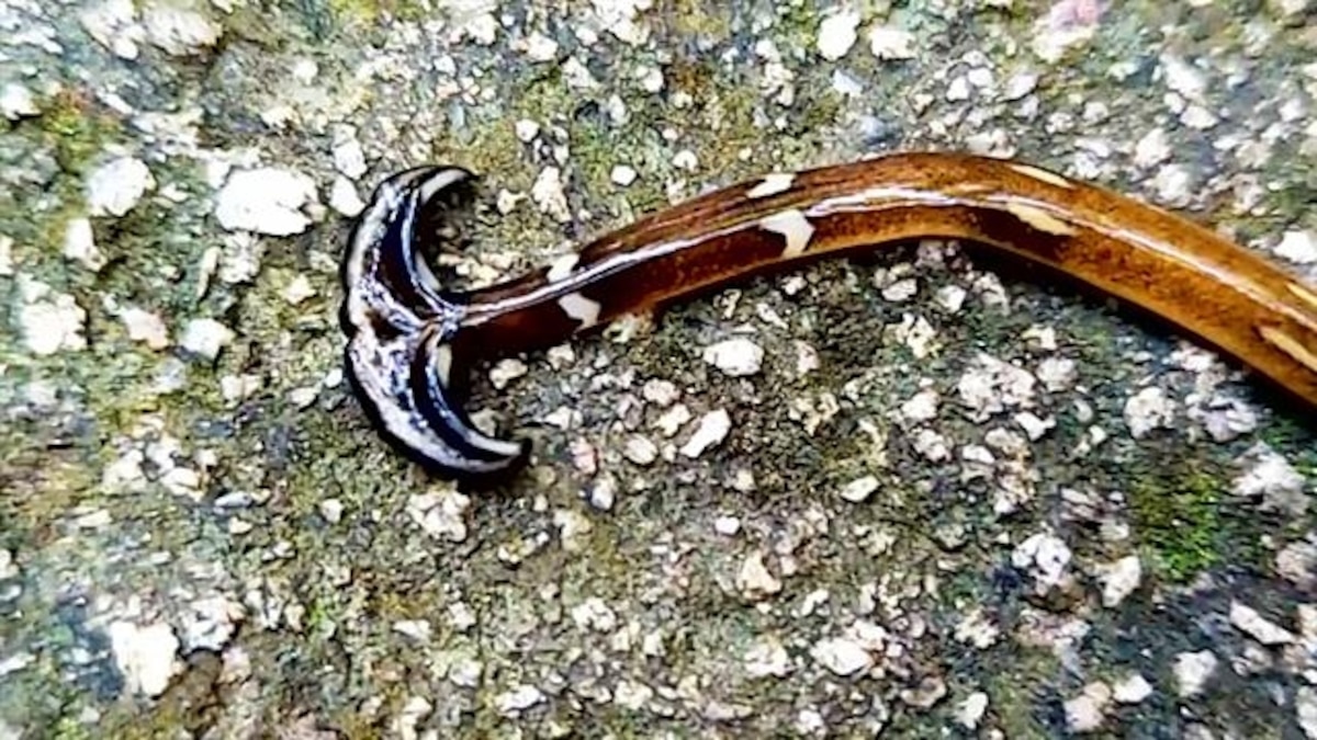 Watch a Mysterious Worm With an Anus for a Mouth | National Geographic