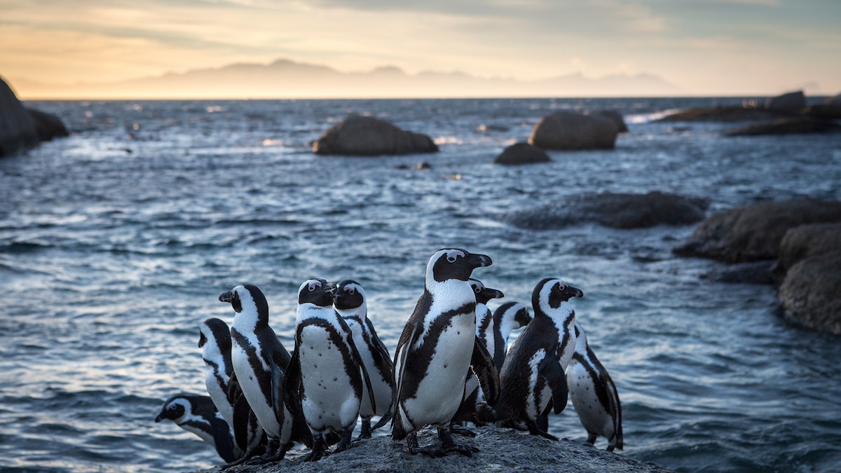 Go inside an African penguin rehab center in 360 video | National ...