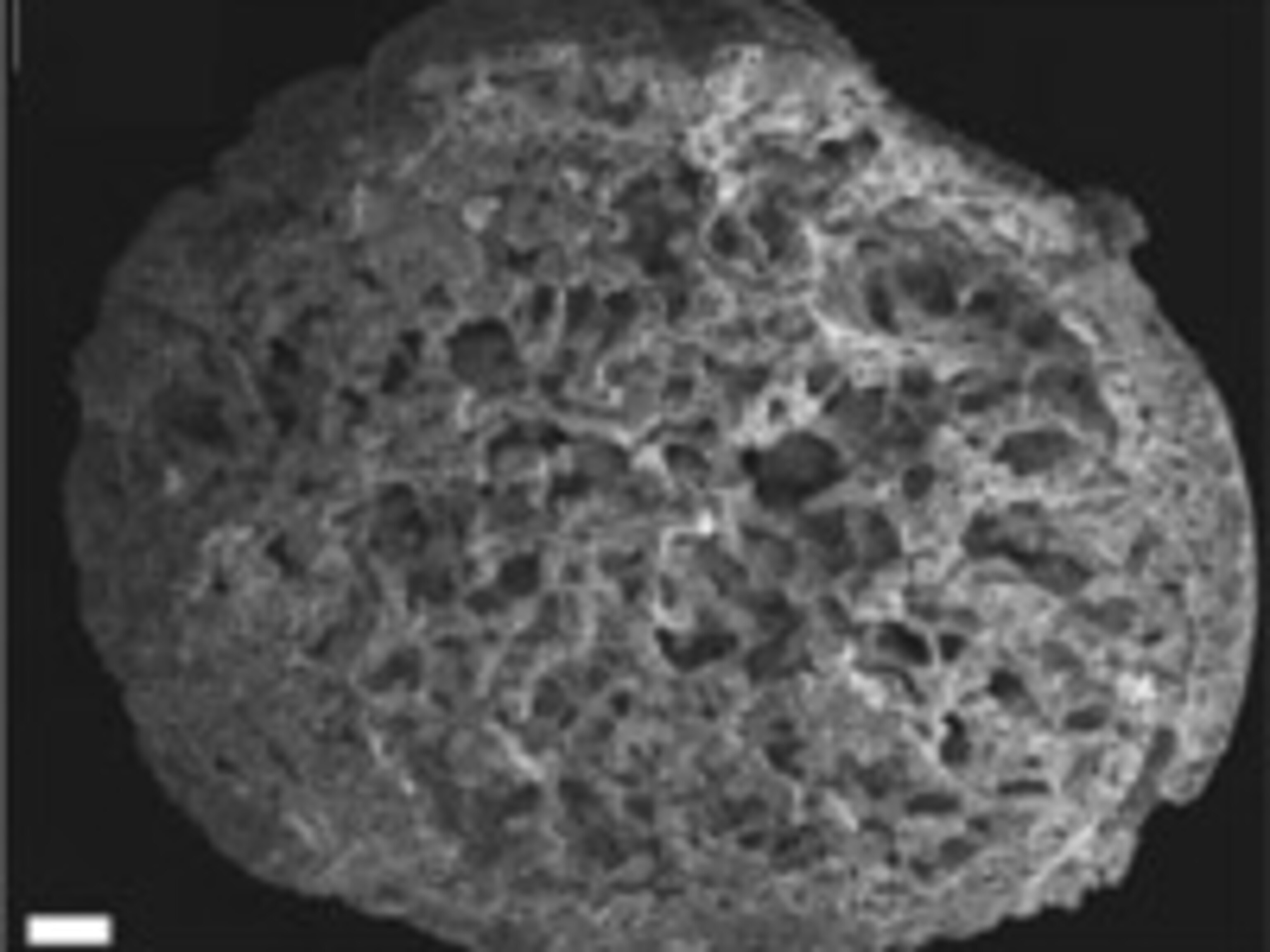 Fossilised embryos are the work of bacteria