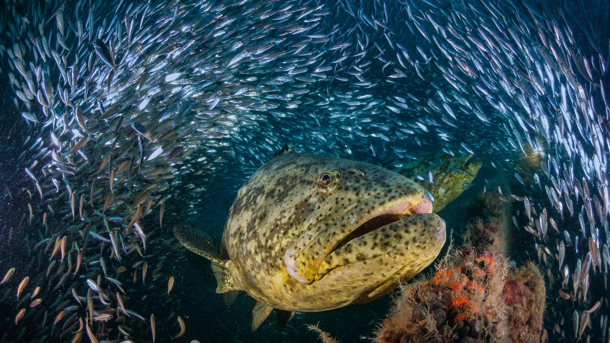 Big Fish | National Geographic